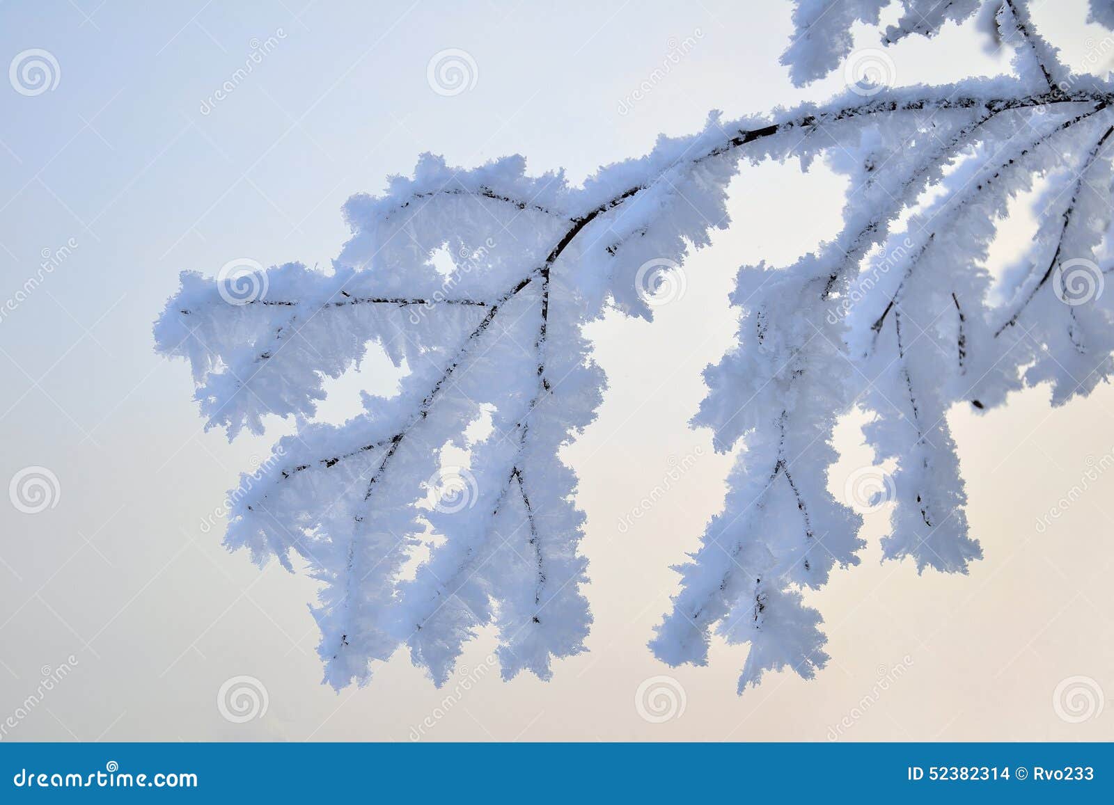 Branch in hoarfrost stock photo. Image of colors, branch - 52382314