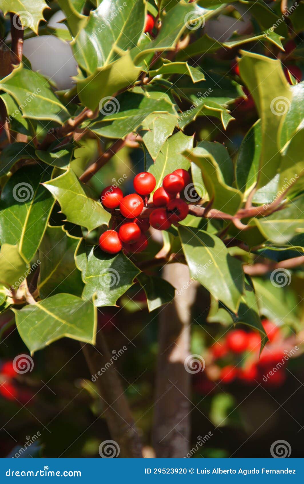 Branch of holly stock photo. Image of sylvester, blades - 29523920