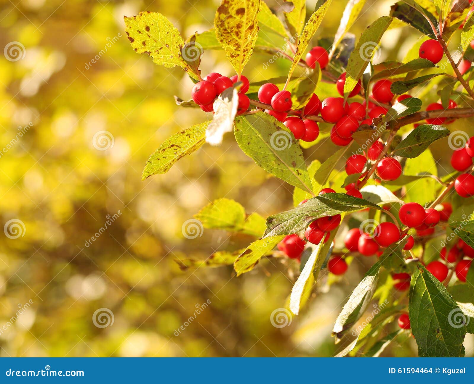 Branch of Holly Berries stock photo. Image of plant, nature - 61594464
