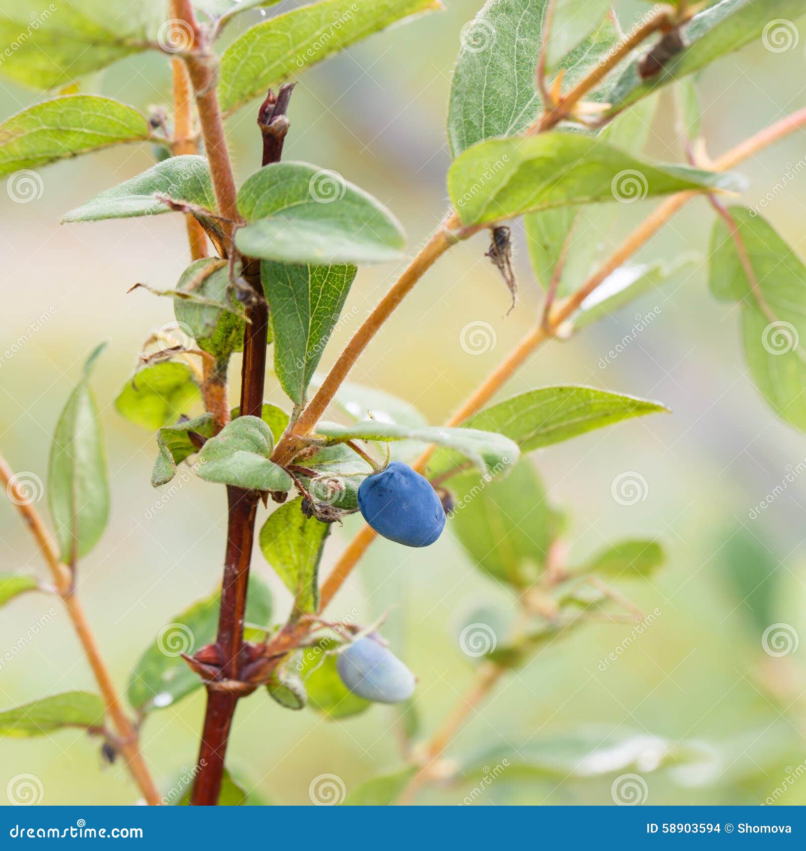 Branch of Honeysuckle Berry Stock Photo - Image of close, nature: 58903594