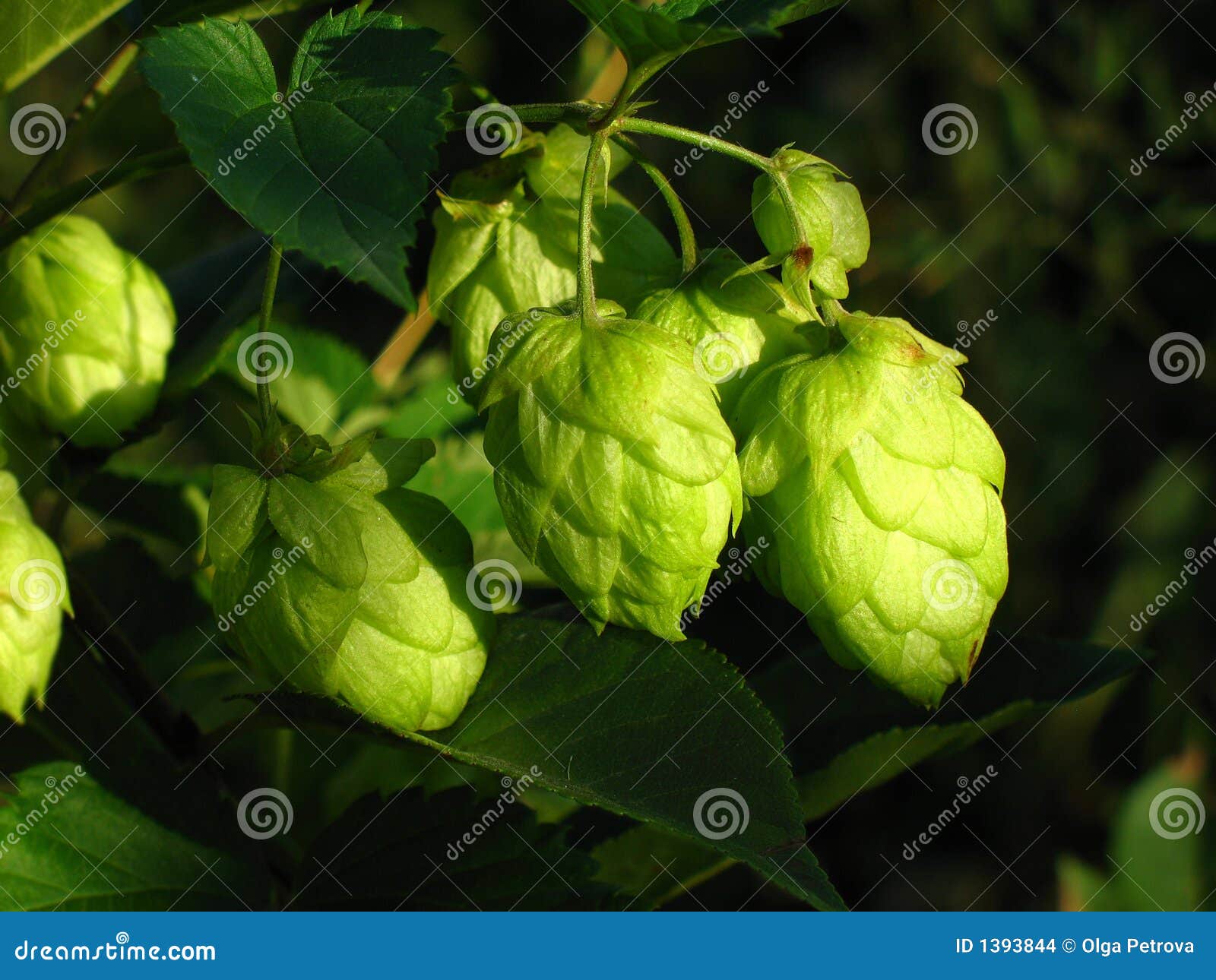 Branch of hop. stock photo. Image of green, products, stilllife - 1393844