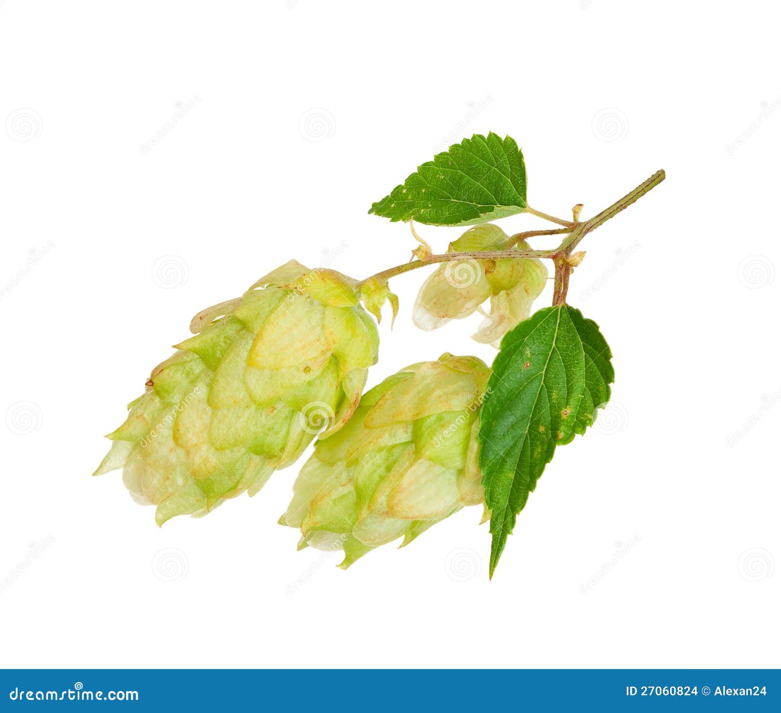 Branch of hops stock photo. Image of beer, brewing, background - 27060824