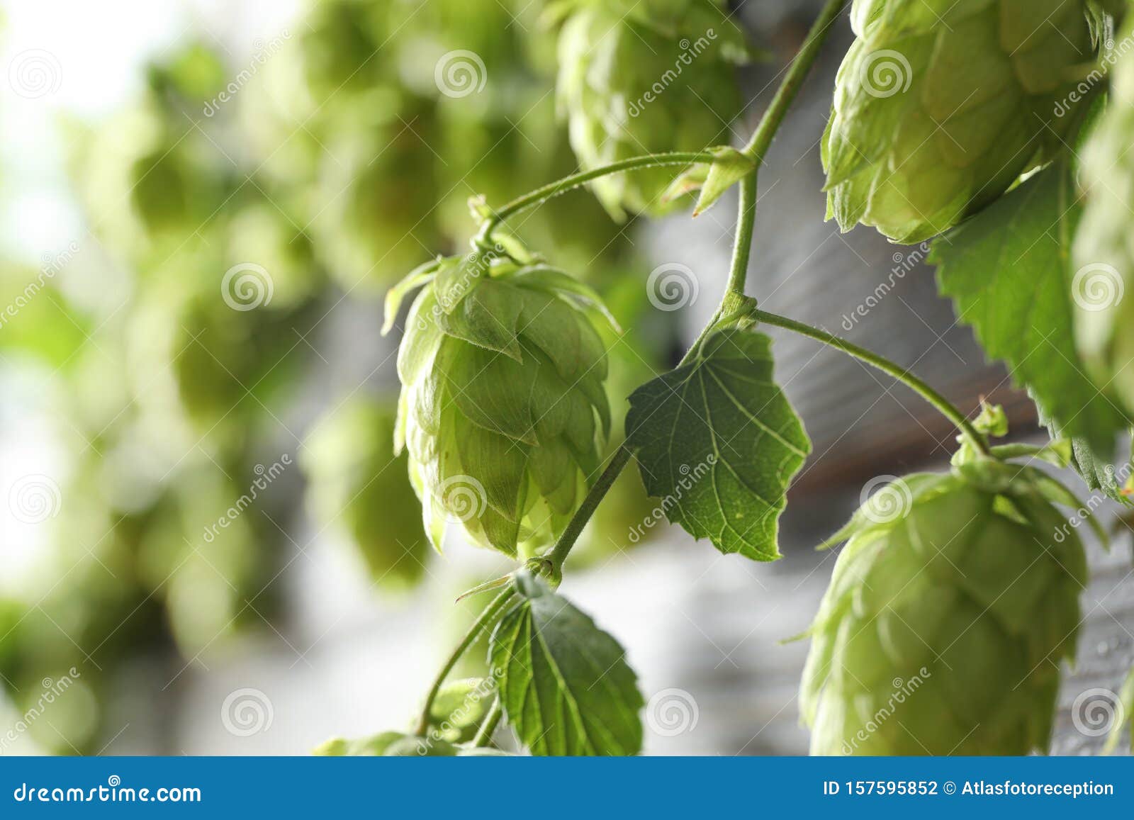 Branch of Hops Against Blurred Background Stock Photo - Image of ...