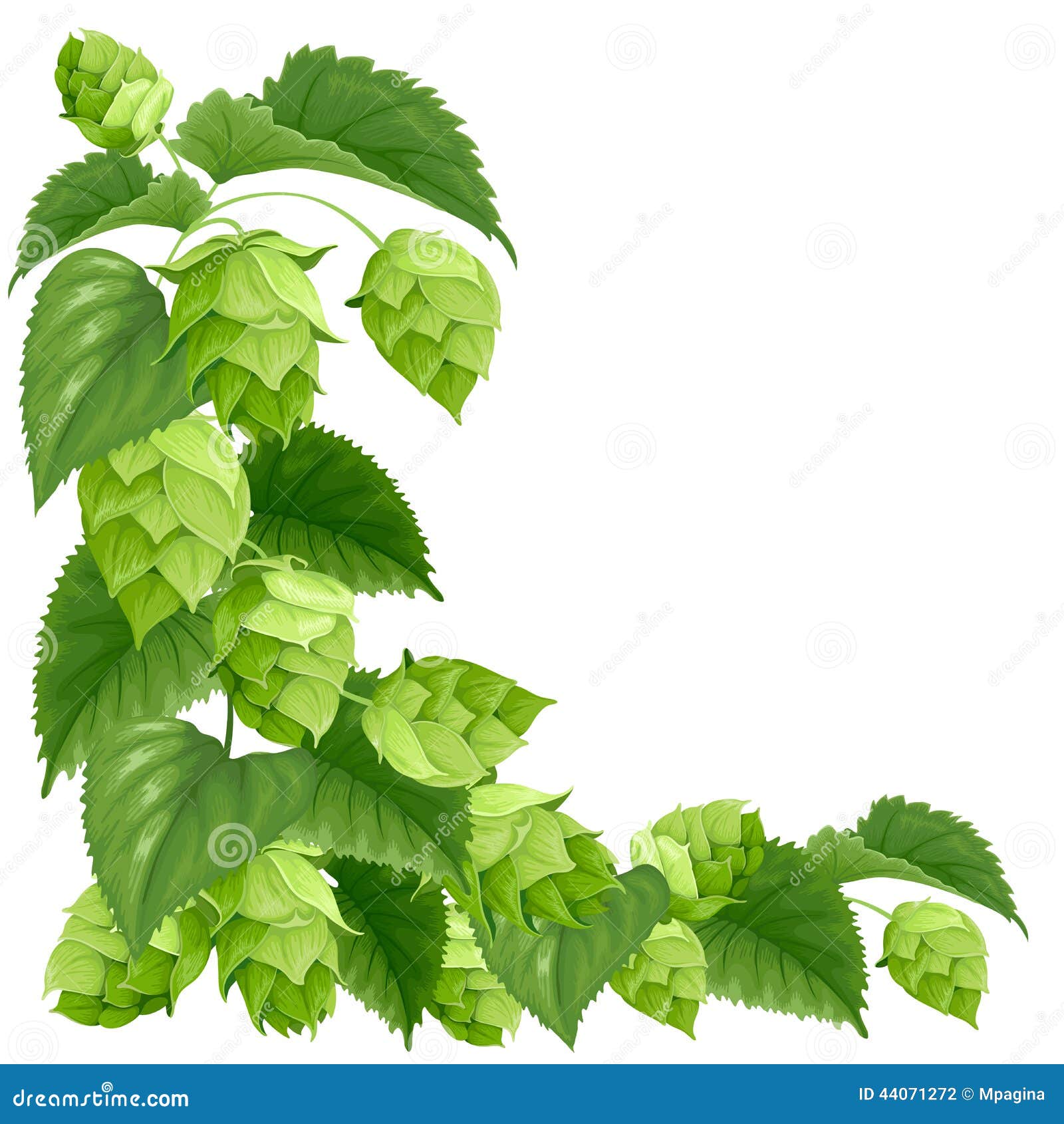 Branch of hops stock vector. Illustration of beverage - 44071272