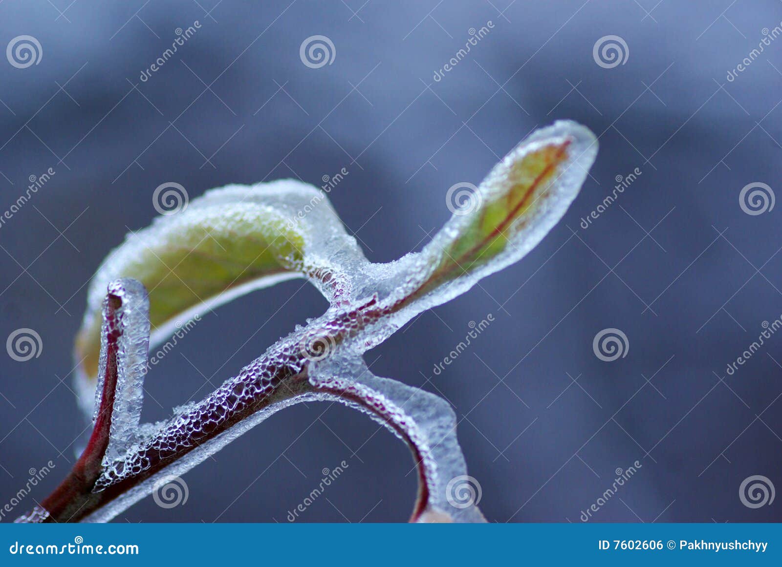 Branch with ice stock photo. Image of bush, branches, frozen - 7602606