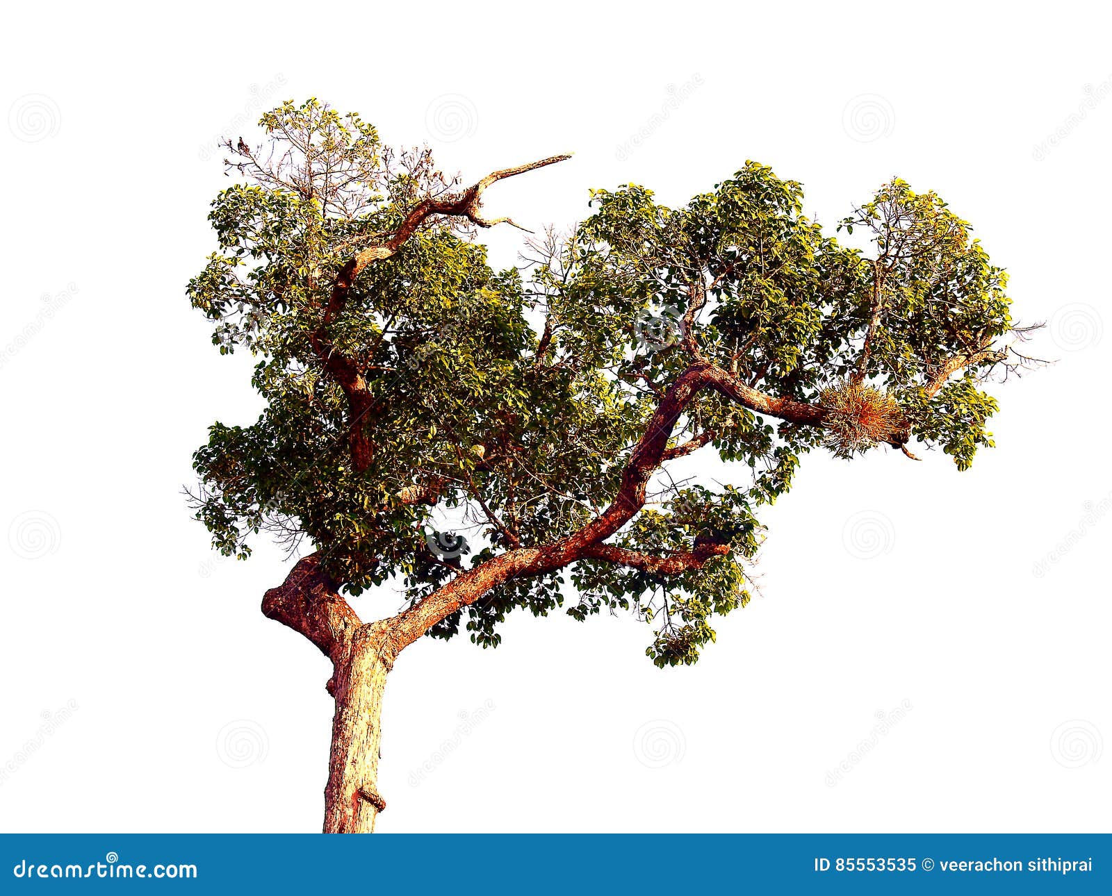 Branch on isolated. stock image. Image of life, hokidachi - 85553535
