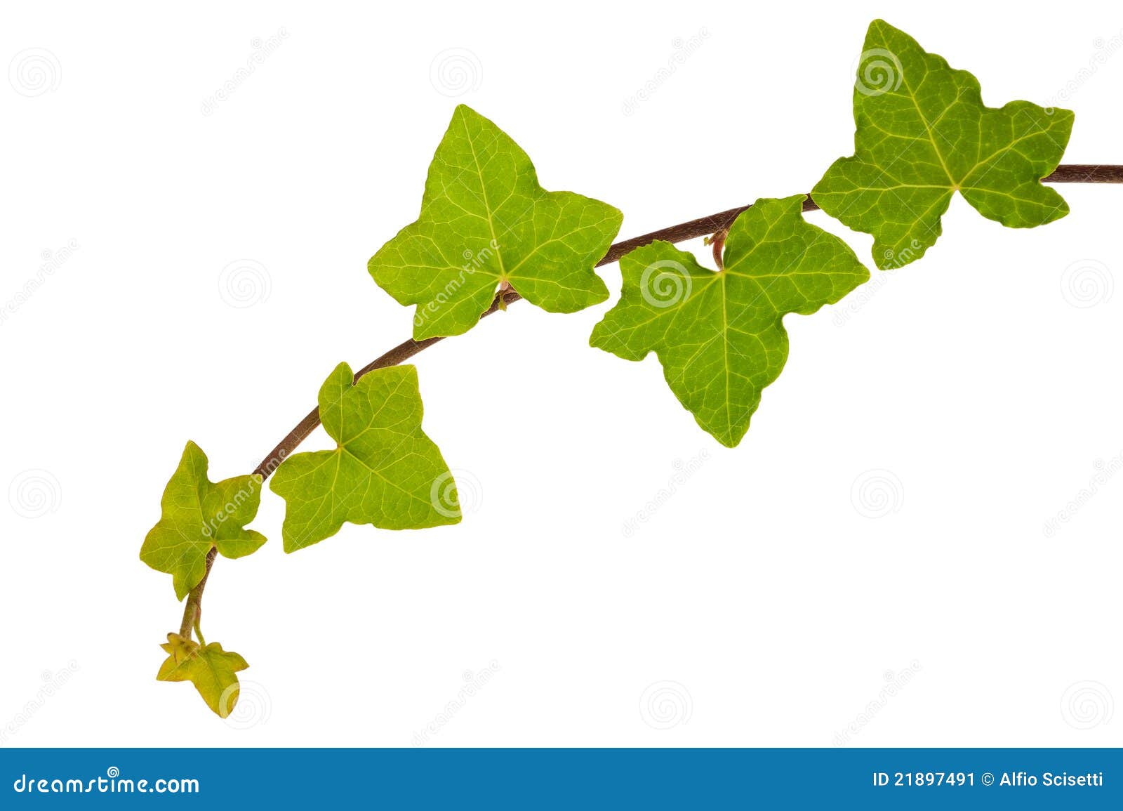 Branch of ivy stock image. Image of hedera, leaves, isolated - 21897491