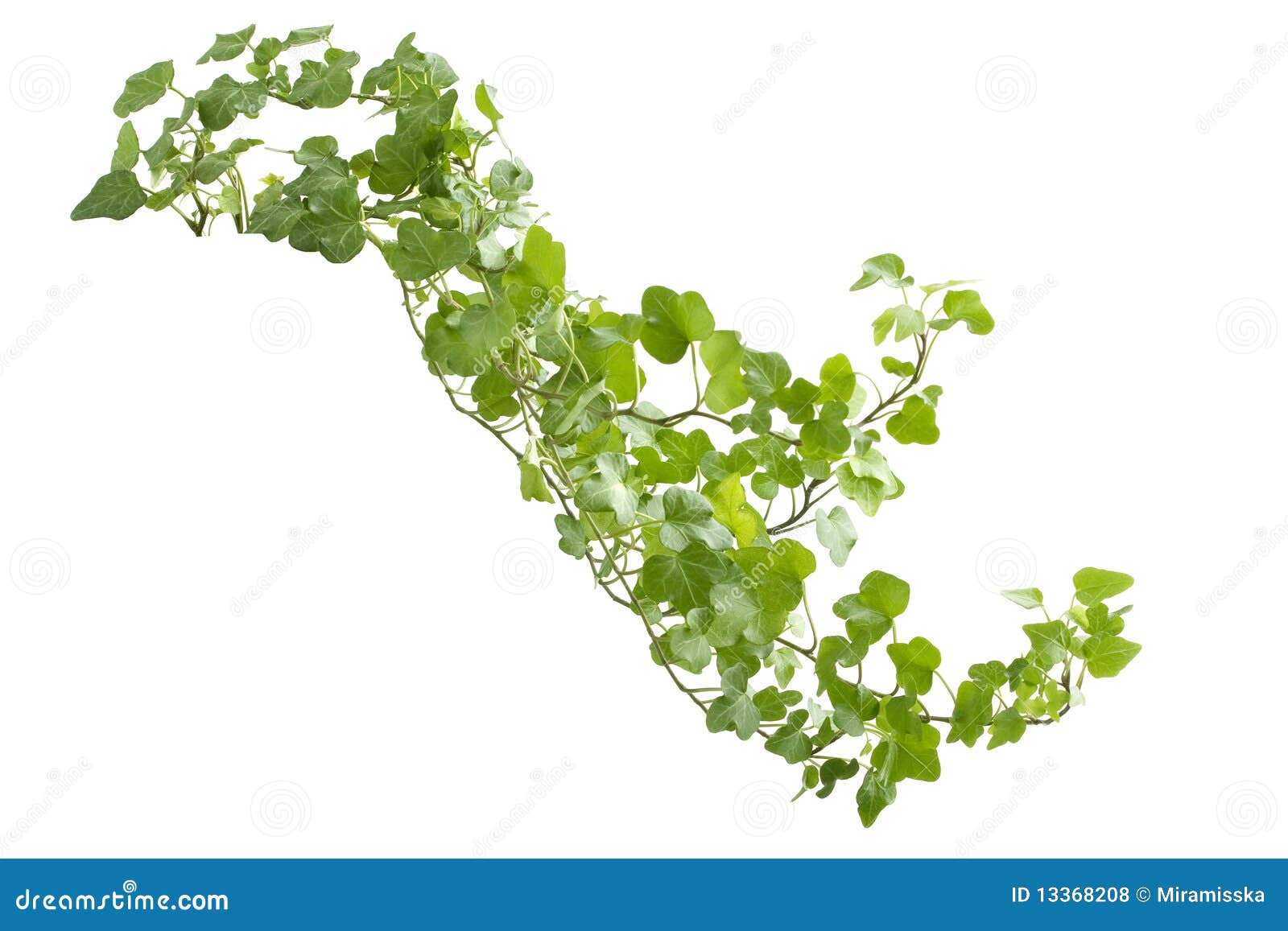 Branch Ivy On A White Background Stock Photo - Image of grow, interior ...