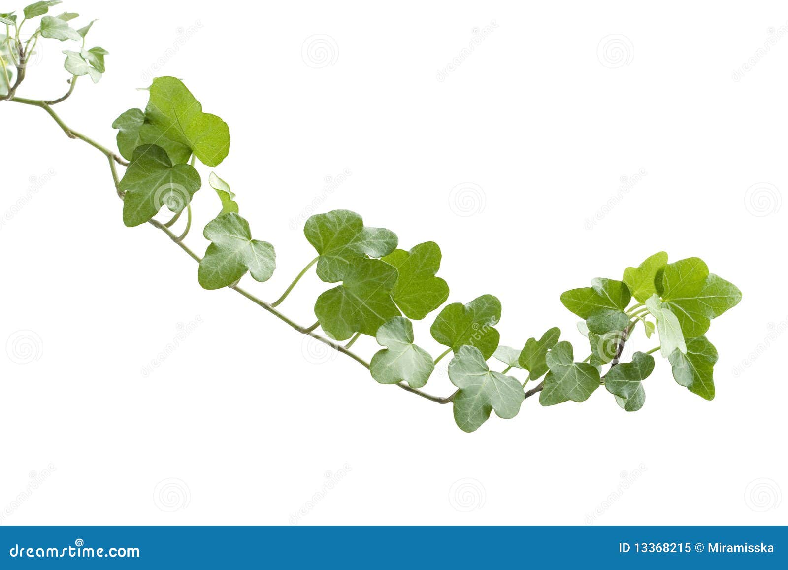 Branch Ivy on a White Background Stock Image - Image of branch ...
