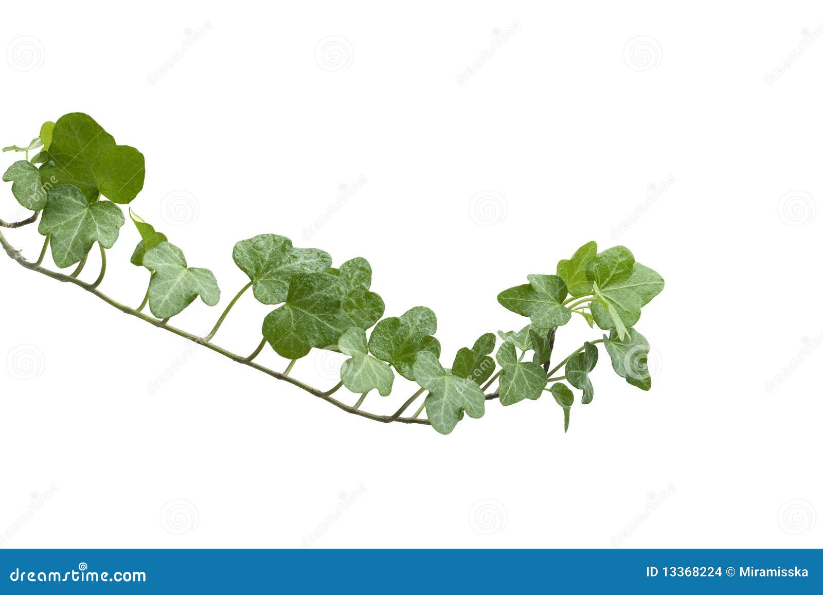 Branch Ivy On A White Background Stock Photo - Image of growing, life ...