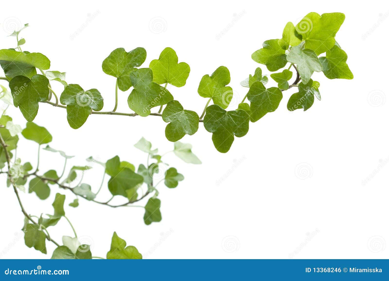 Branch Ivy on a White Background Stock Photo - Image of background ...