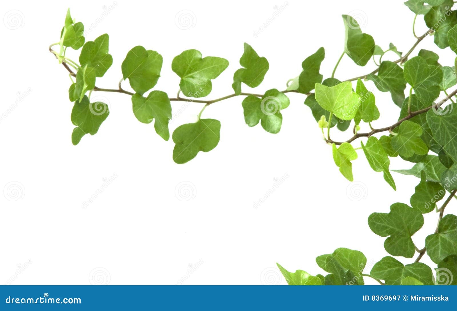 Branch is Ivy on a White Background Stock Image - Image of creeper ...