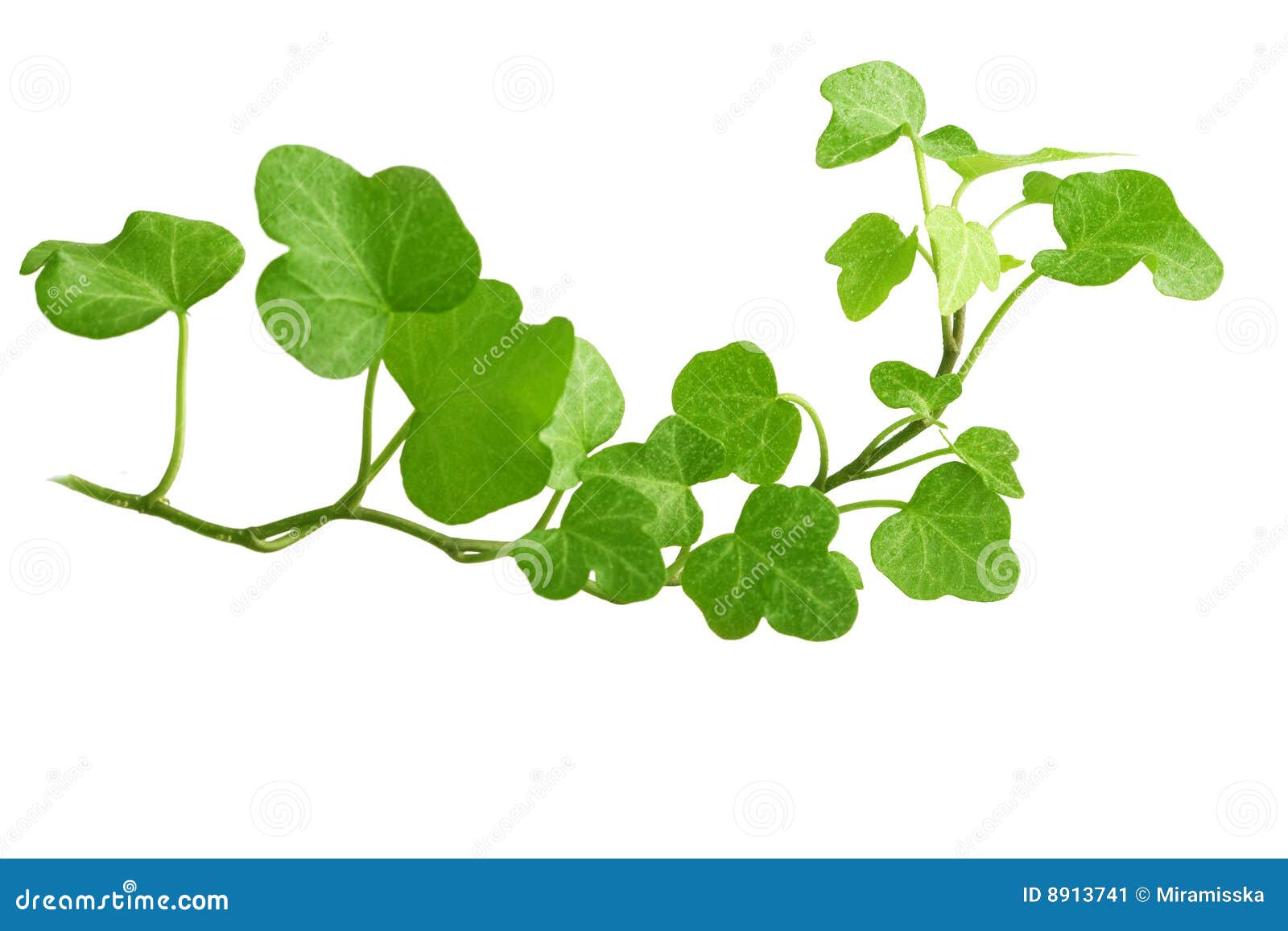 Branch is Ivy on a White Background Stock Image - Image of isolated ...