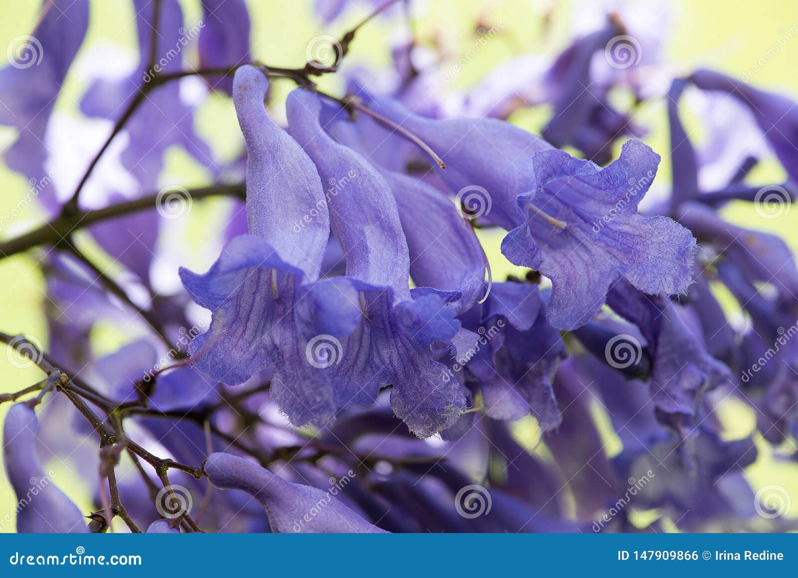 Jacaranda Mimosifolia Flowers