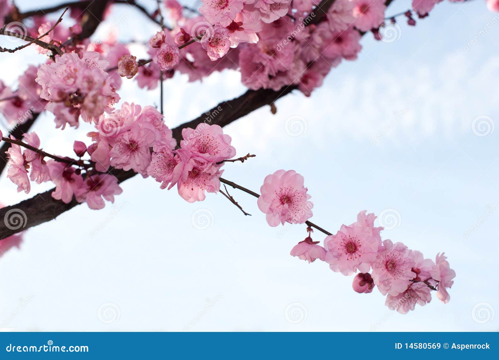 Branch of Japanese Cherry Blossom Stock Image - Image of cherry, tree ...