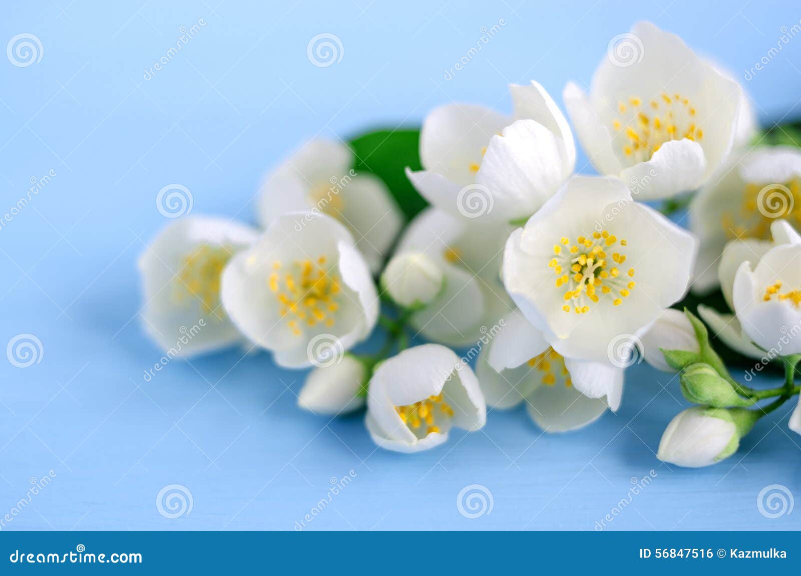 Branch of Jasmine on Light Blue Background Stock Photo - Image of ...