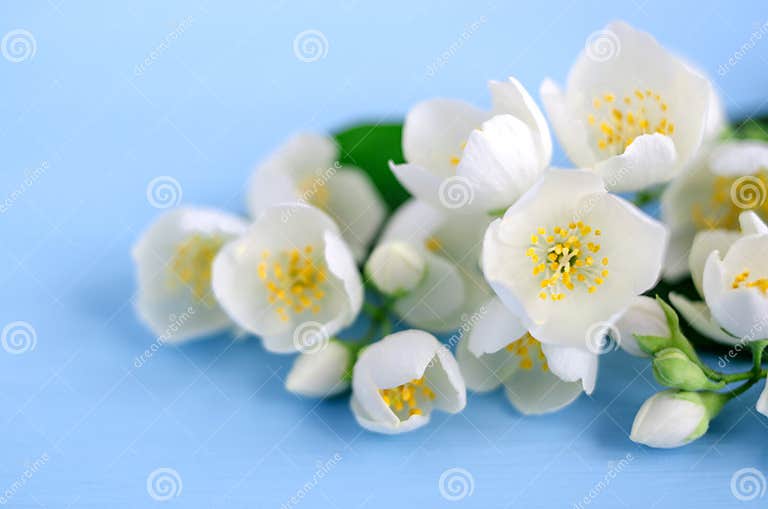 Branch of Jasmine on Light Blue Background Stock Photo - Image of ...