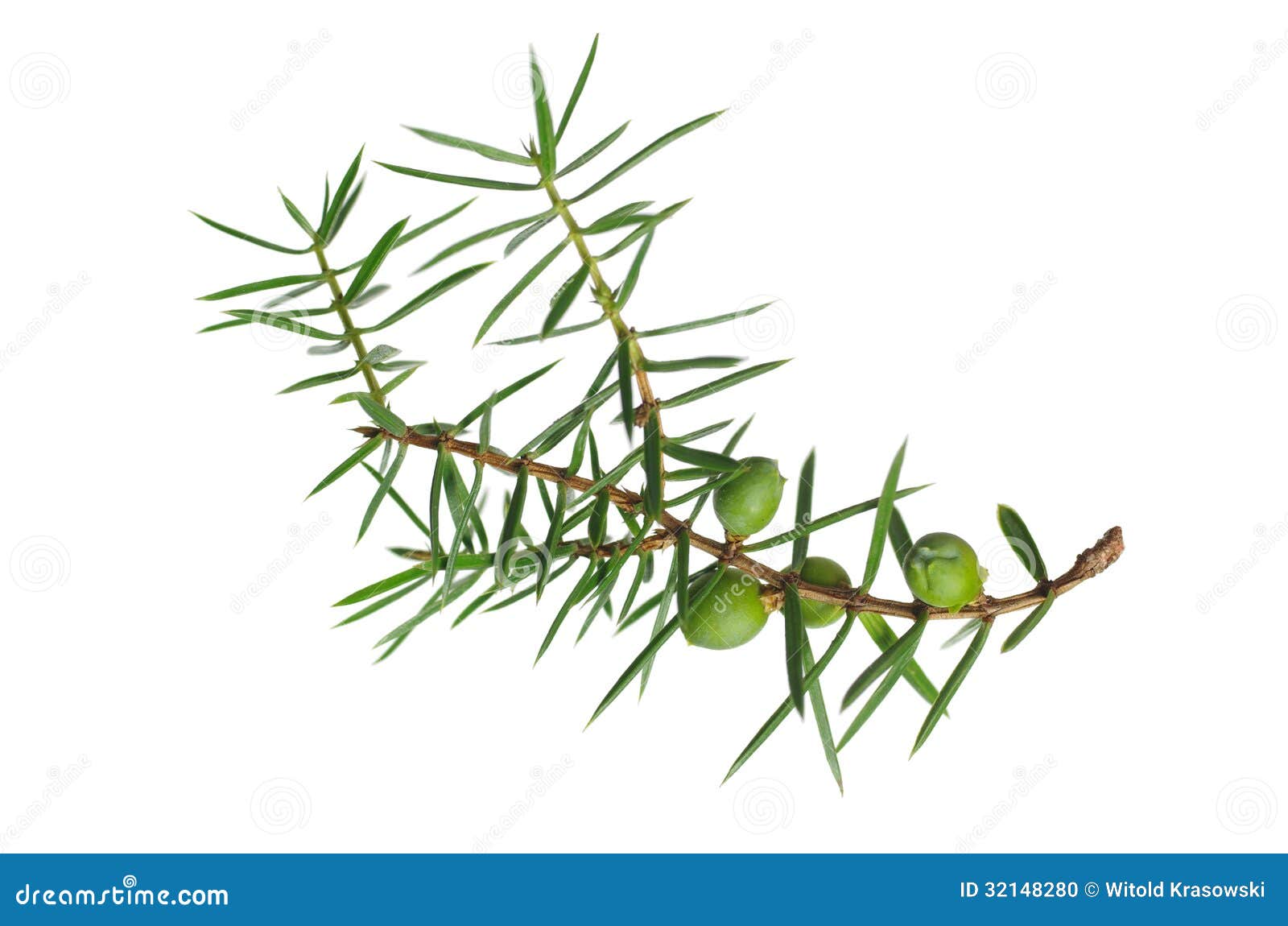 Branch of Juniper with Berries Stock Photo - Image of flavor, conifer ...