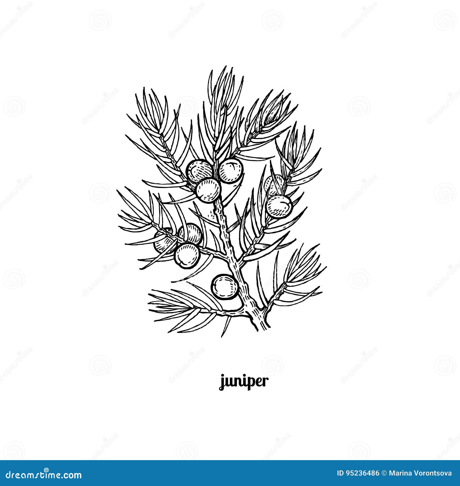 The Branch of Juniper with Berries. Stock Vector - Illustration of ...
