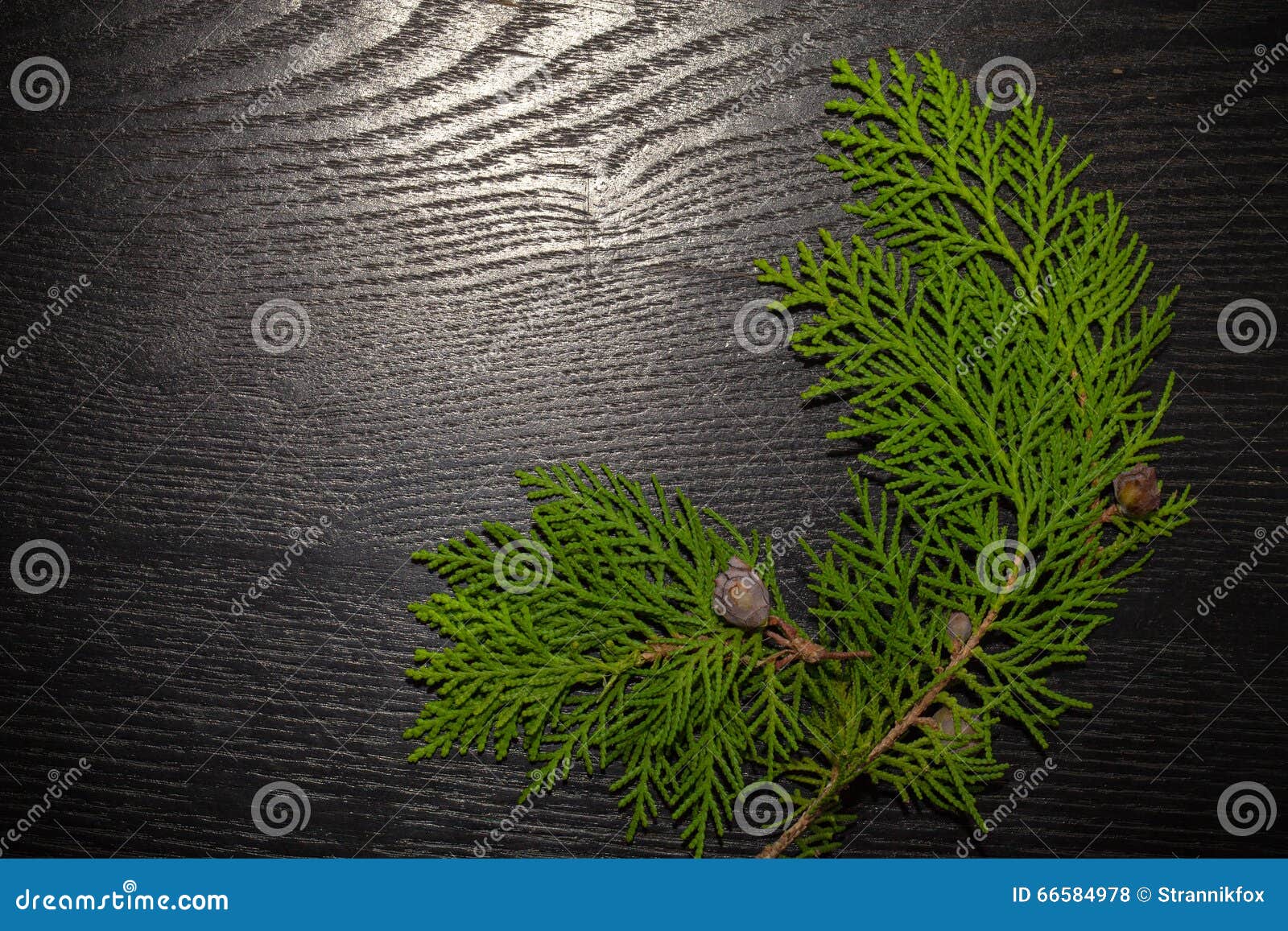 Branch of Juniper (Juniperus) Tree with Cones on Black Background ...