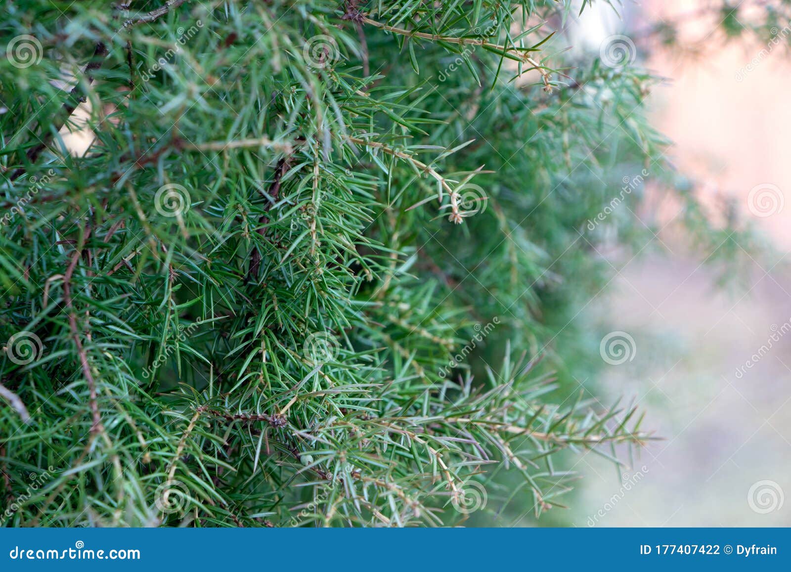 Juniper Texture Royalty-Free Stock Image | CartoonDealer.com #51155650