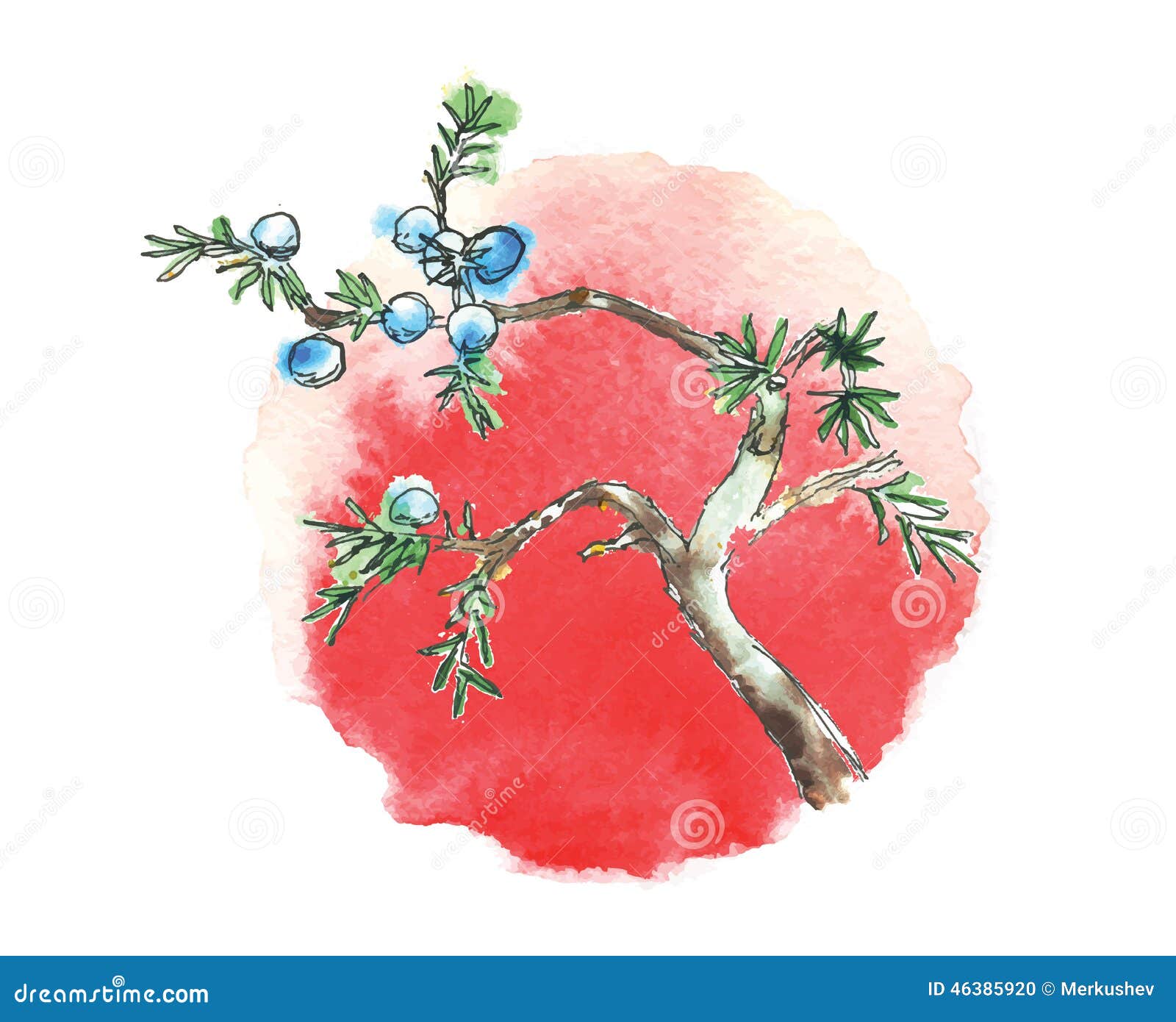 Branch of Juniper Tree and Sun, Vector Stock Vector - Illustration of ...
