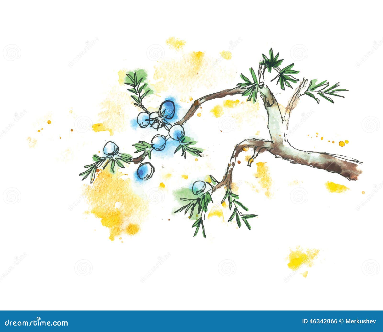 Branch of Juniper Tree, Vector Illustration Stock Vector - Illustration ...