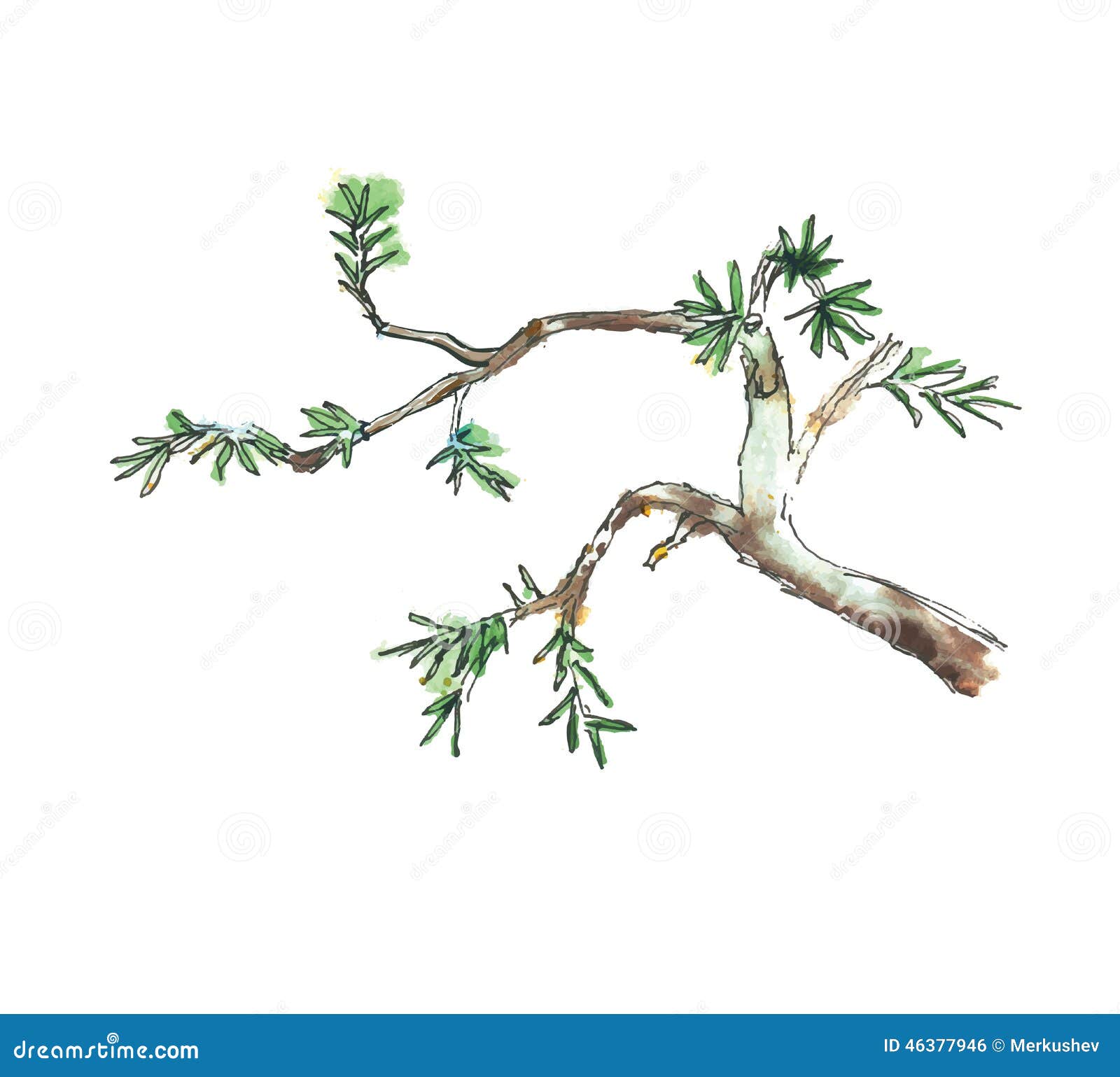 Branch of Juniper Tree, Vector Illustration Stock Vector - Illustration ...