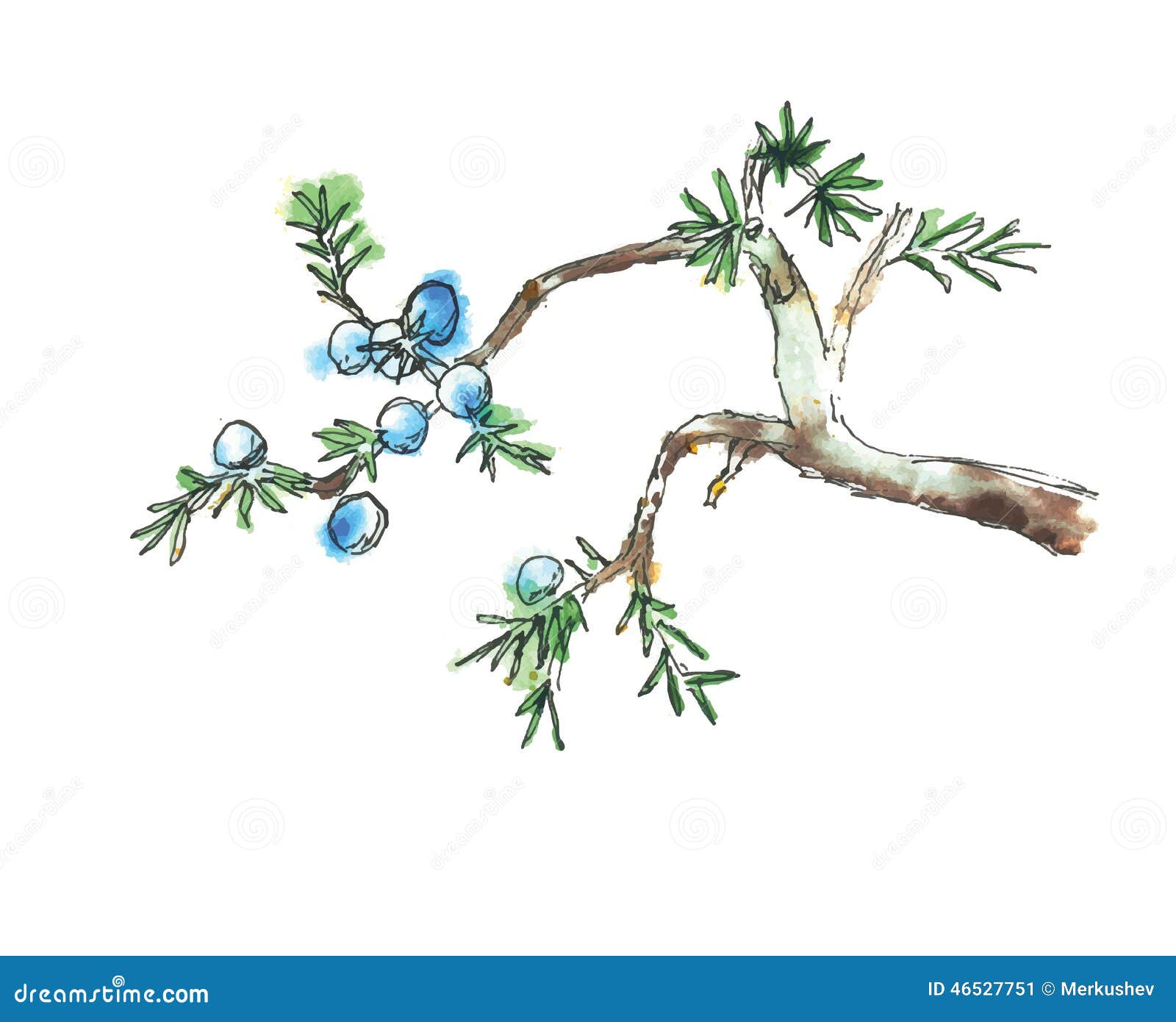 Branch of Juniper Tree, Vector Illustration Stock Vector - Illustration ...