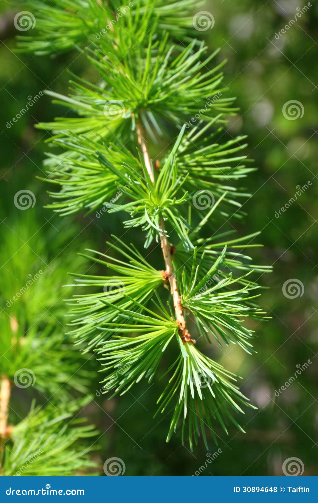 The branch of larch stock photo. Image of environment - 30894648