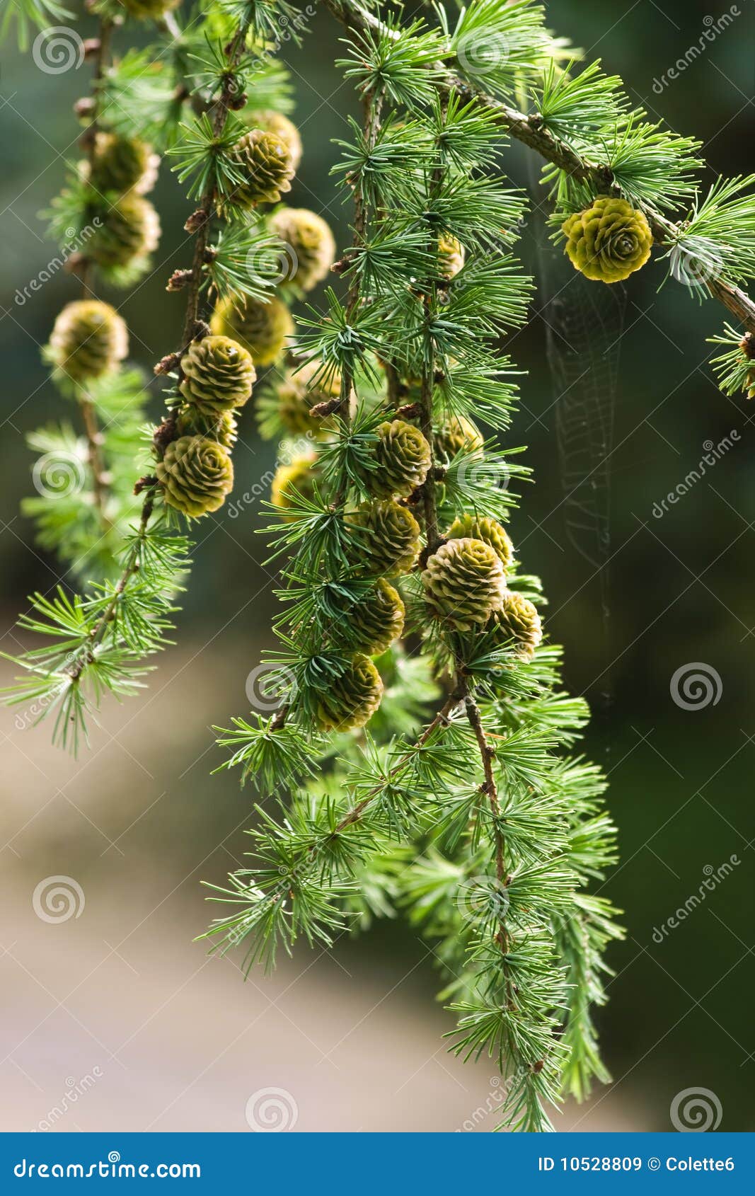 Larch Tree Forest At Croda Da Lago In Dolomites Stock Photo ...