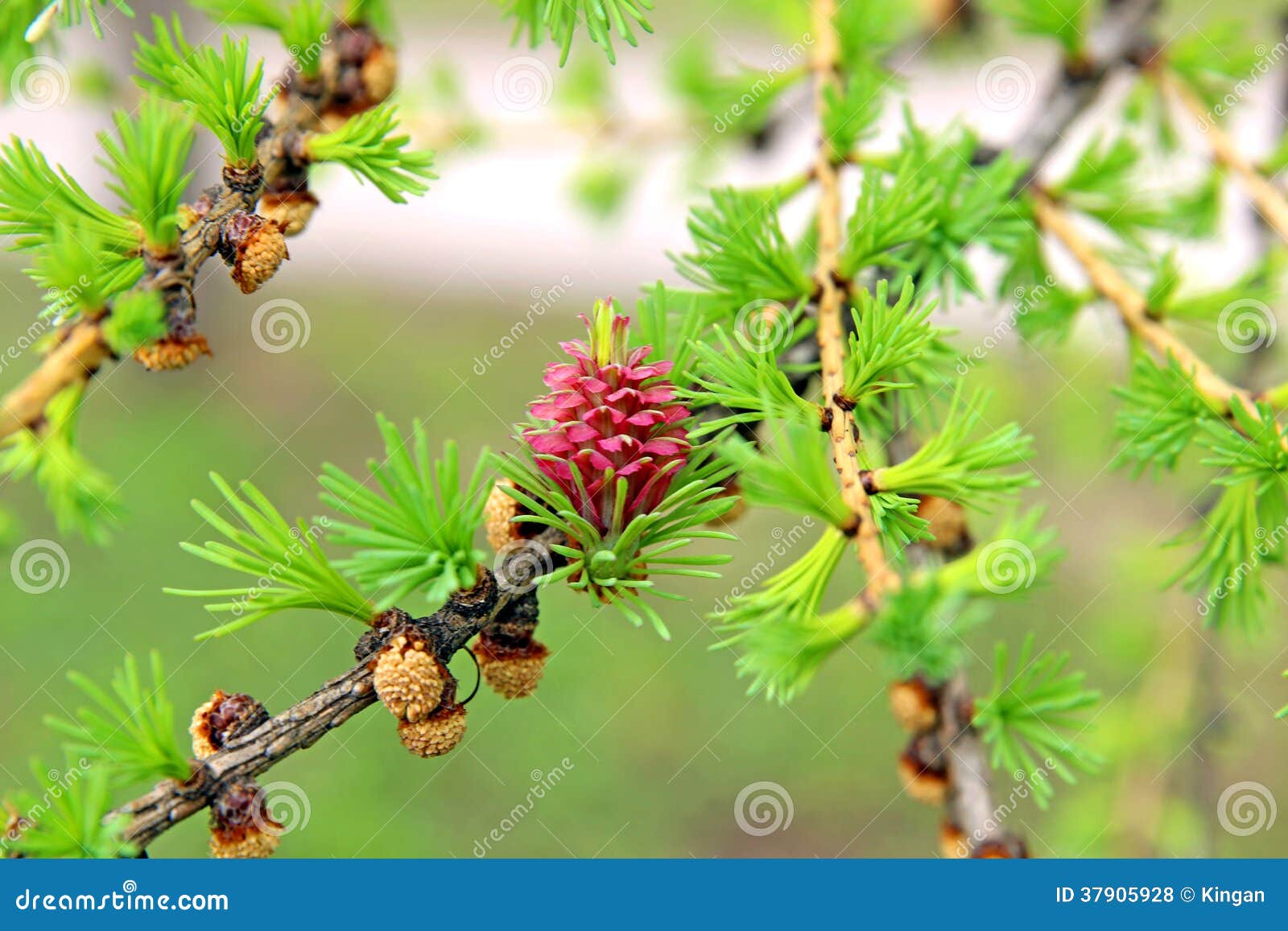 Branch of Larch with the Young Needles and Small Cones in the Sp Stock ...