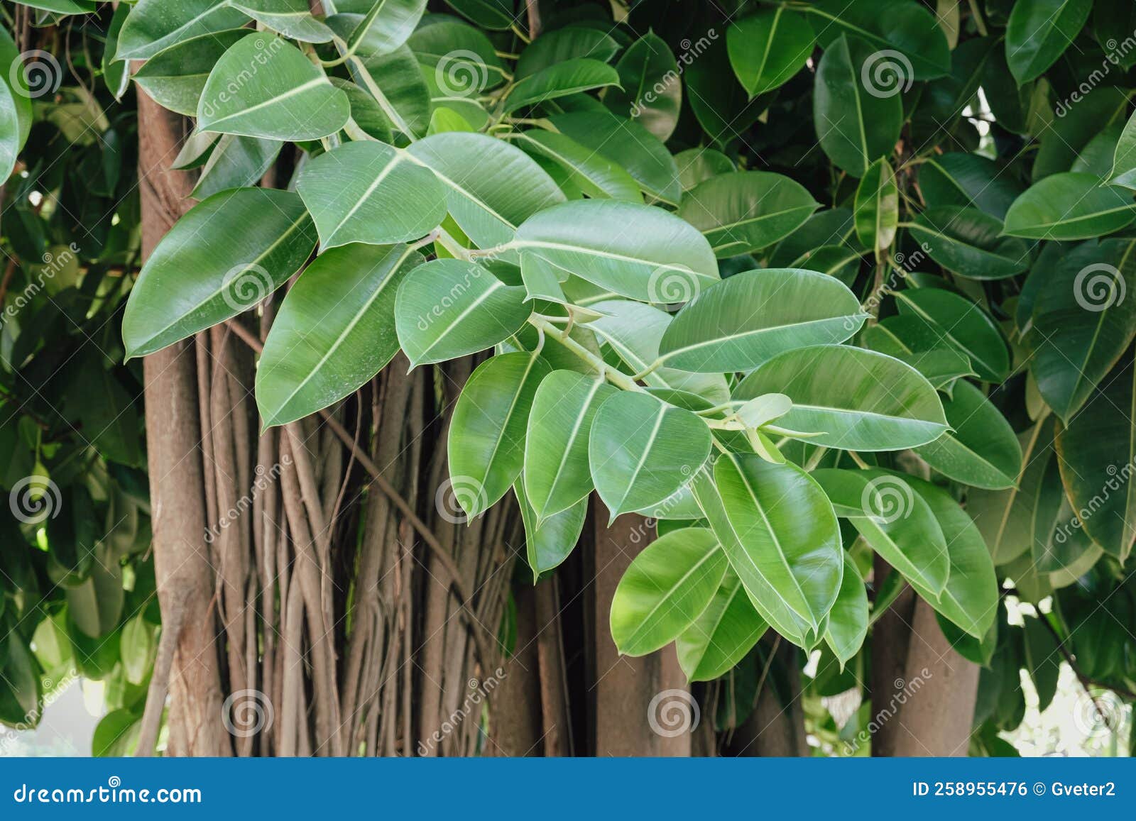 Ficus Rubbery - a Large Evergreen Tree with a Spreading Crown Stock ...