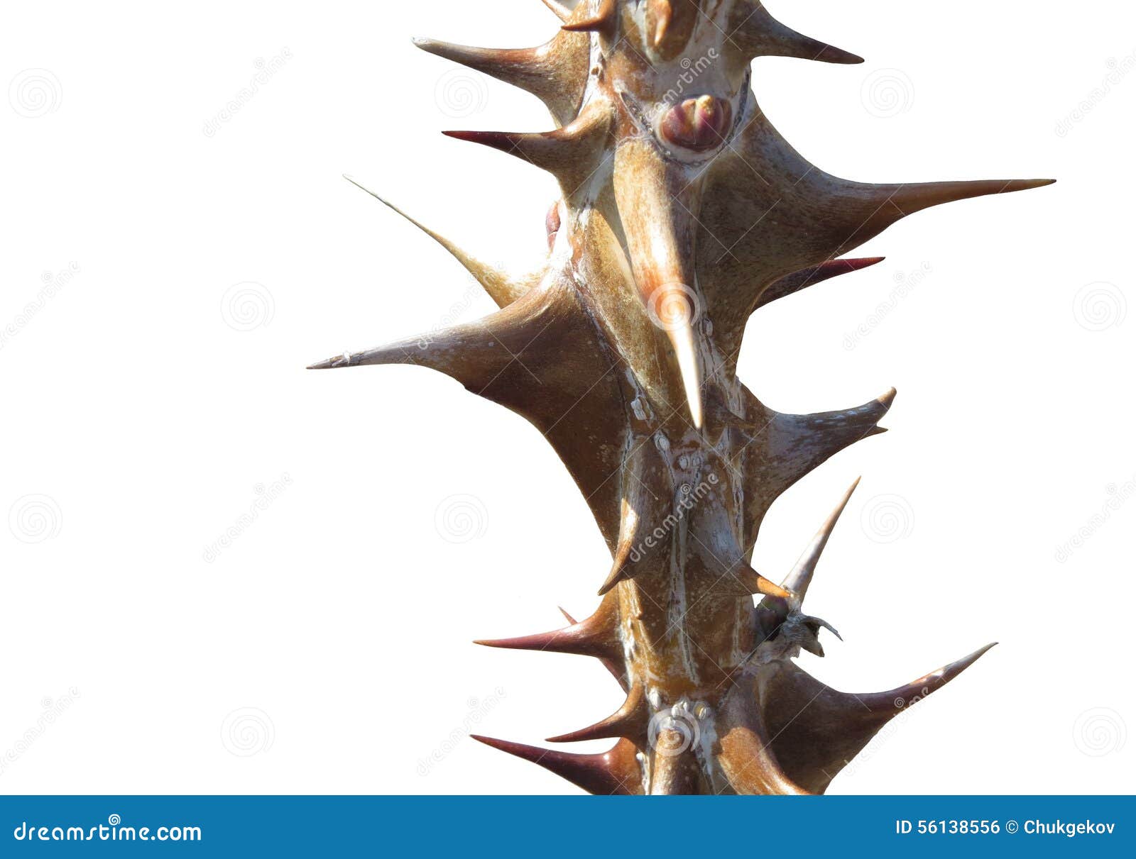 A Branch with Large Spines, Isolated Stock Photo - Image of danger ...