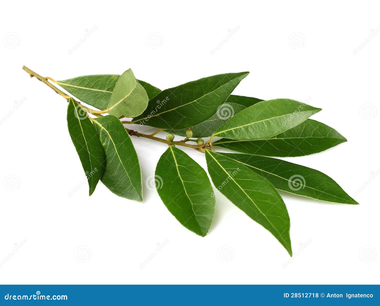 Branch of laurel stock photo. Image of healthy, bright - 28512718