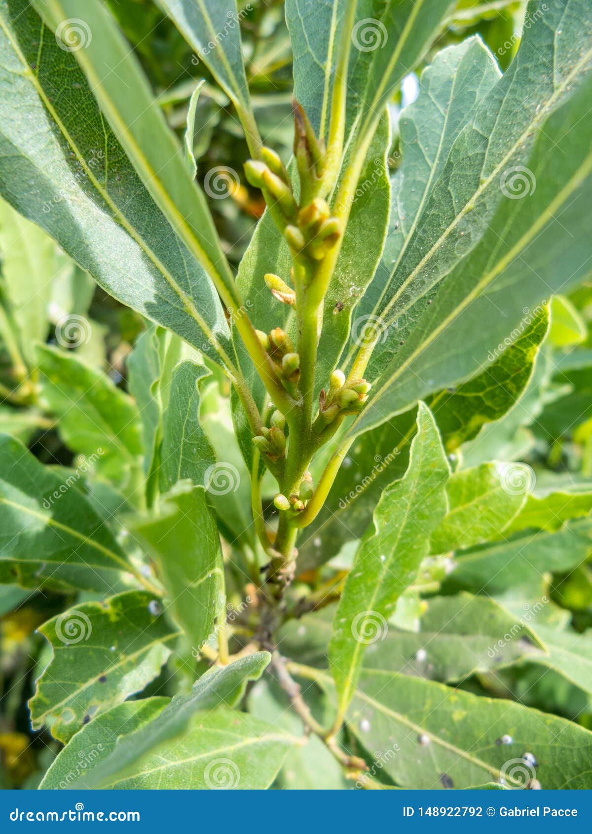Branch of laurel stock photo. Image of flora, closeup - 148922792