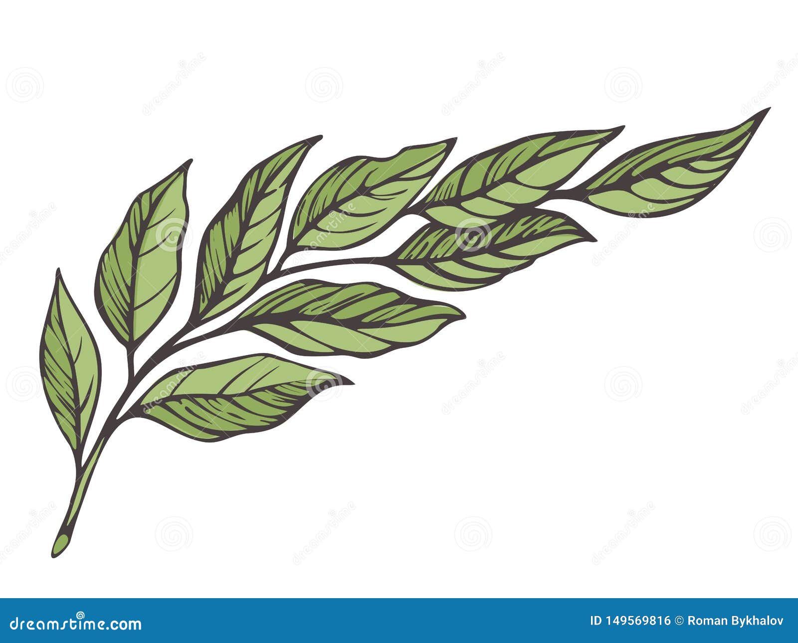 Laurel Tree Sketch. Ink Sketch Isolated On White Background. Hand Drawn ...