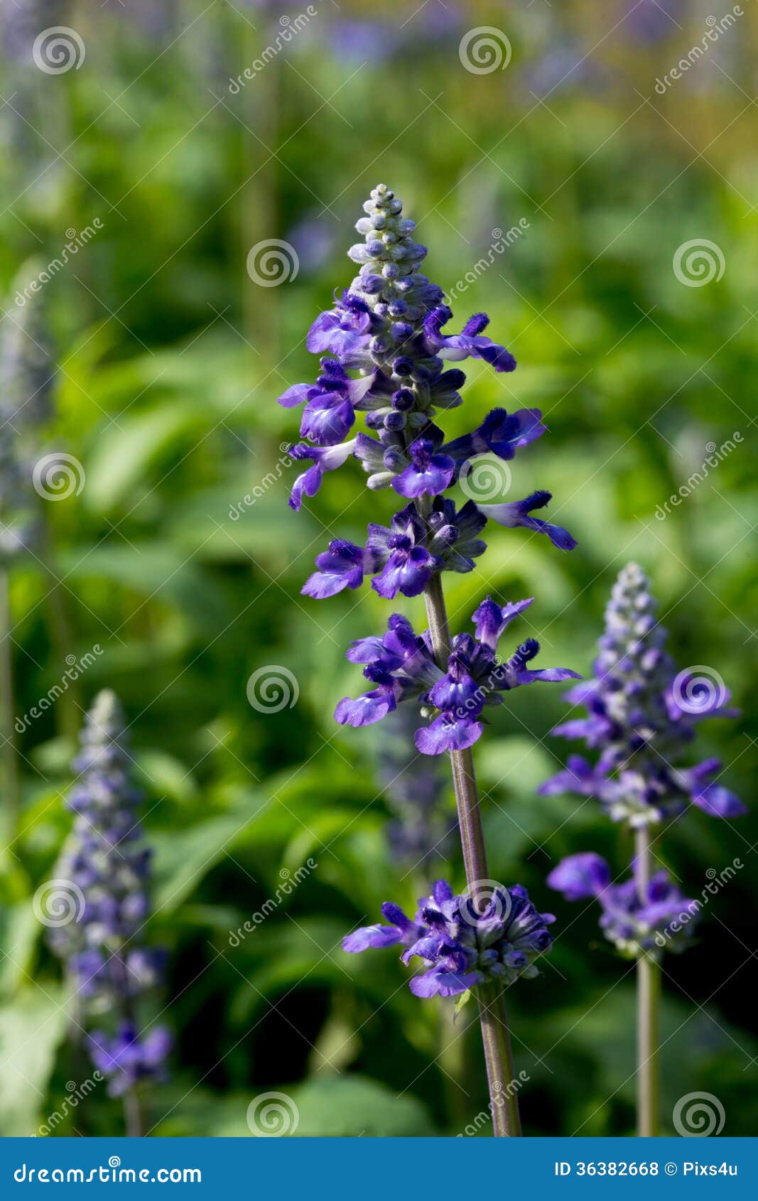 Branch of Lavender Flowers with Green Leaves on the Background Stock ...