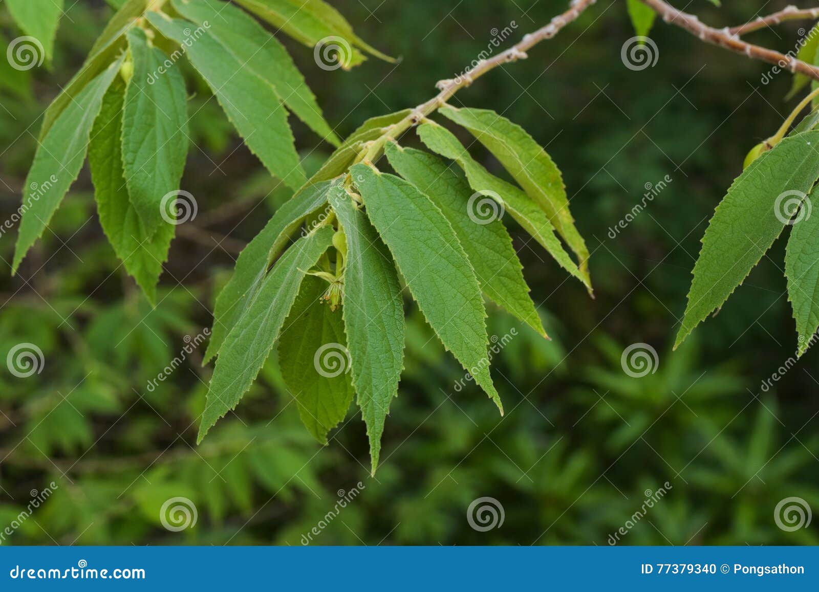 Branch and leaf stock photo. Image of background, botany - 77379340
