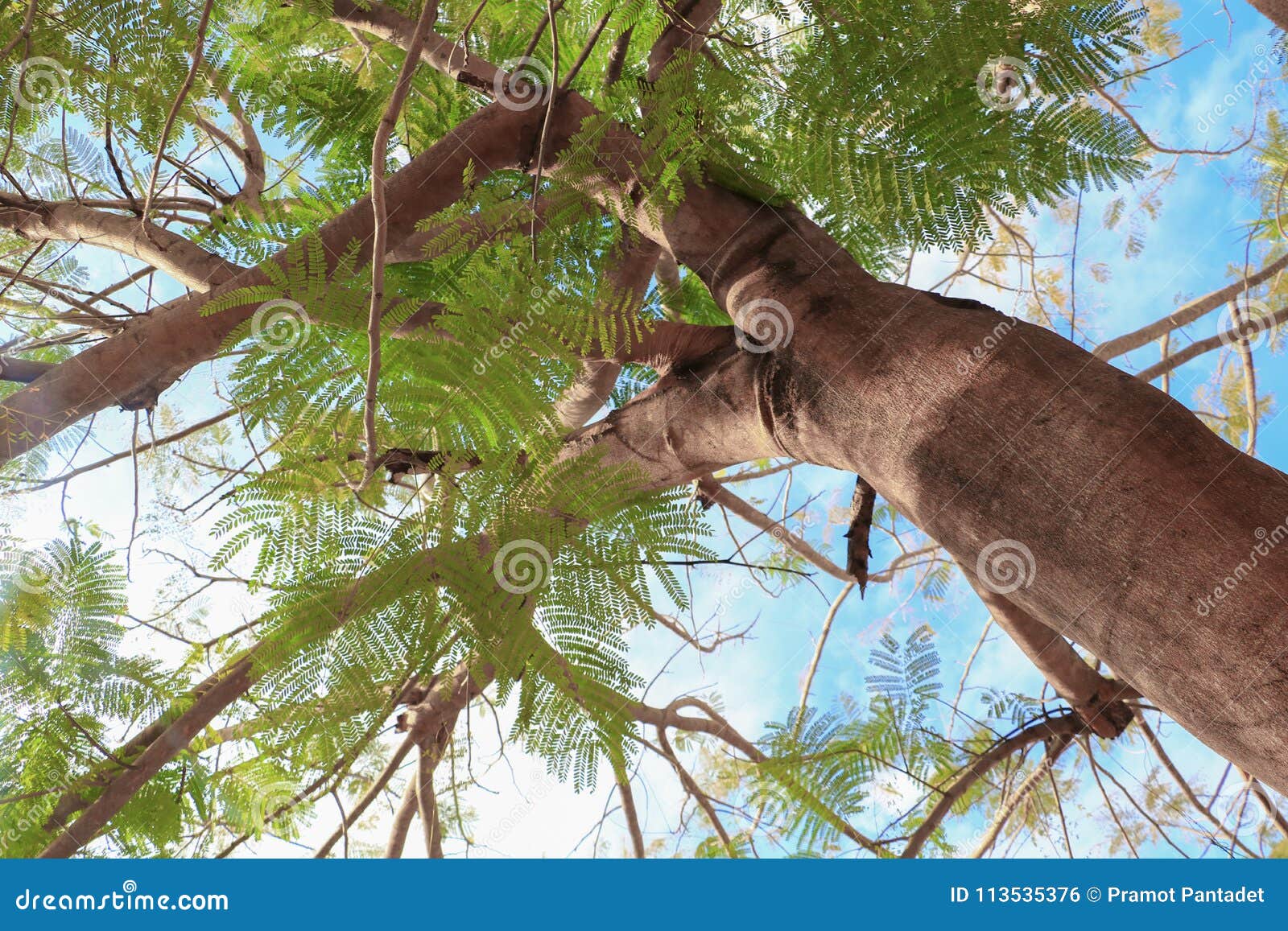 Branch and Leaf of Tree Beautiful in the Forest, Bottom View Stock ...