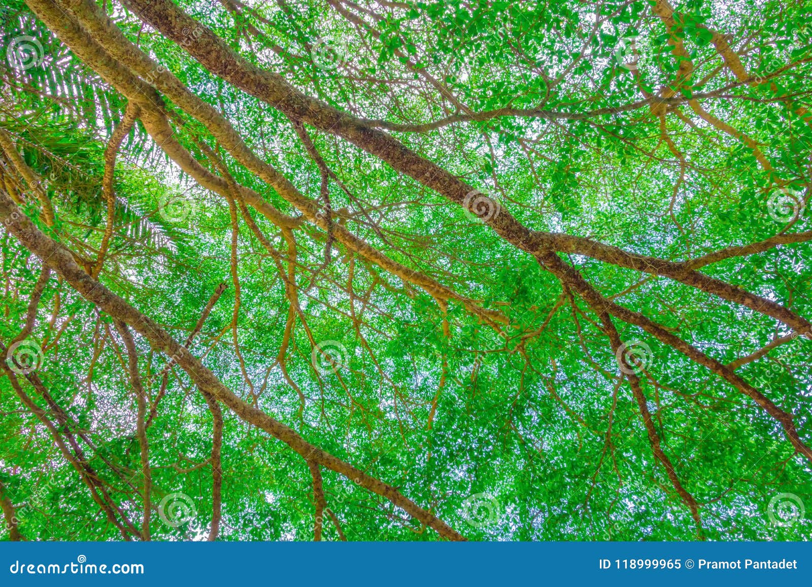 Branch Leaf of Tree Beautiful in the Forest, Bottom View Stock Image ...