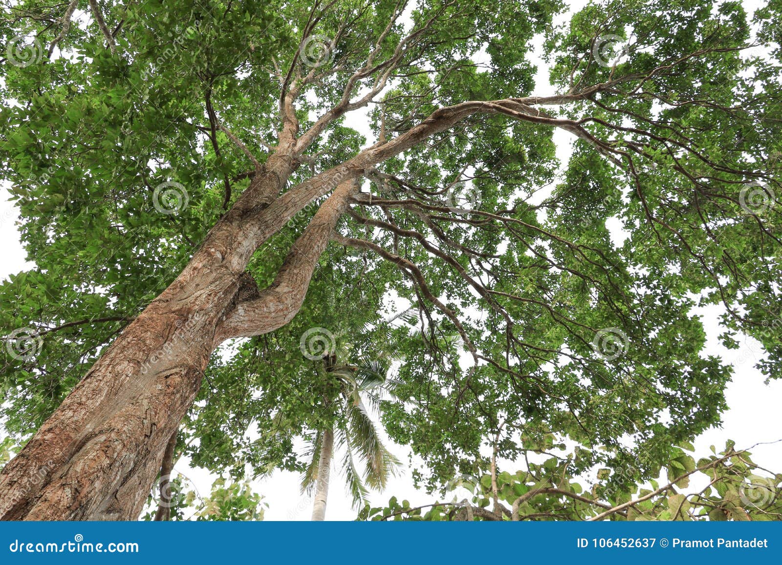 Branch Leaf of Tree Beautiful in the Forest, Bottom View Stock Image ...