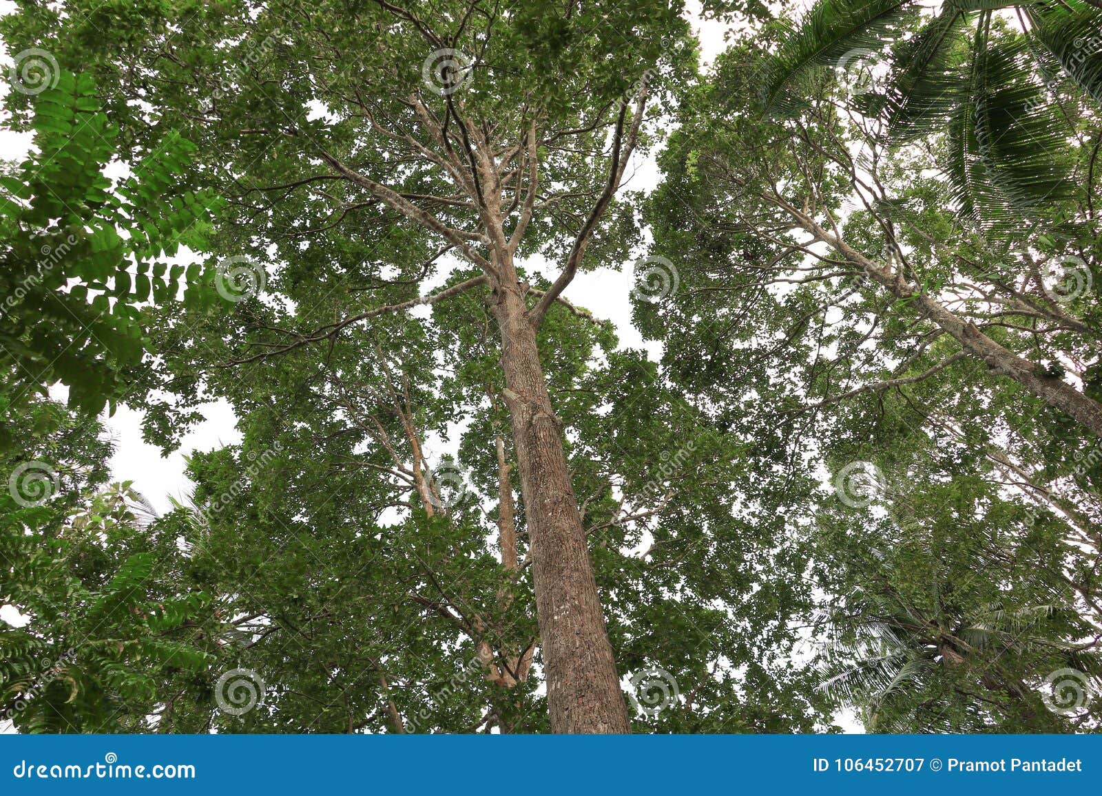 Branch Leaf of Tree Beautiful in the Forest, Bottom View on Whi Stock ...