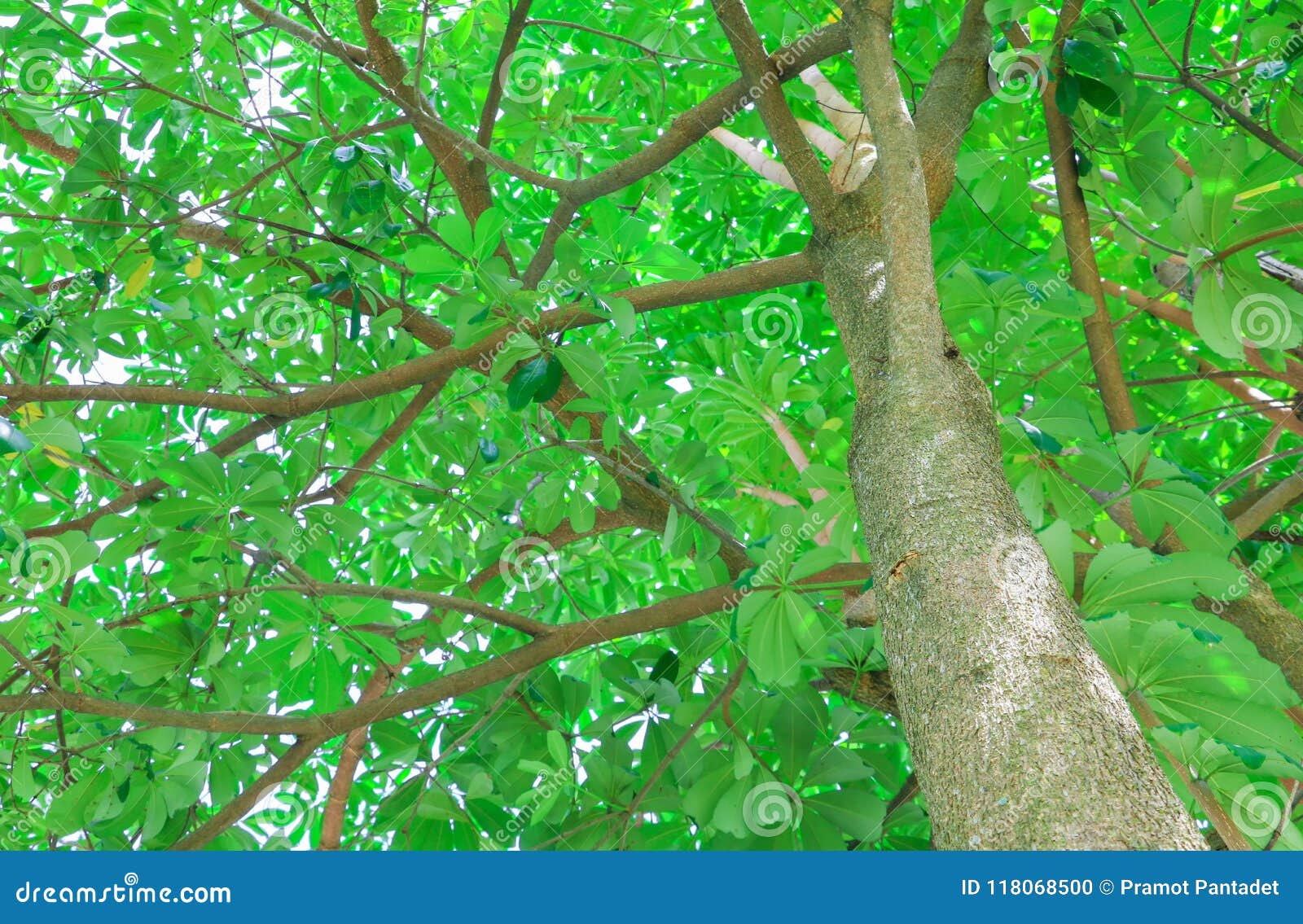 Branch Leaf of Tree Beautiful in the Forest, Bottom View on White ...