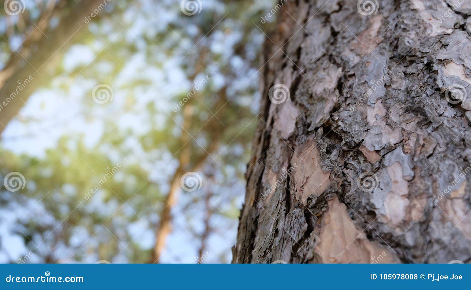 The Forest Bottom View on White Background with Copy Space Add T Stock ...