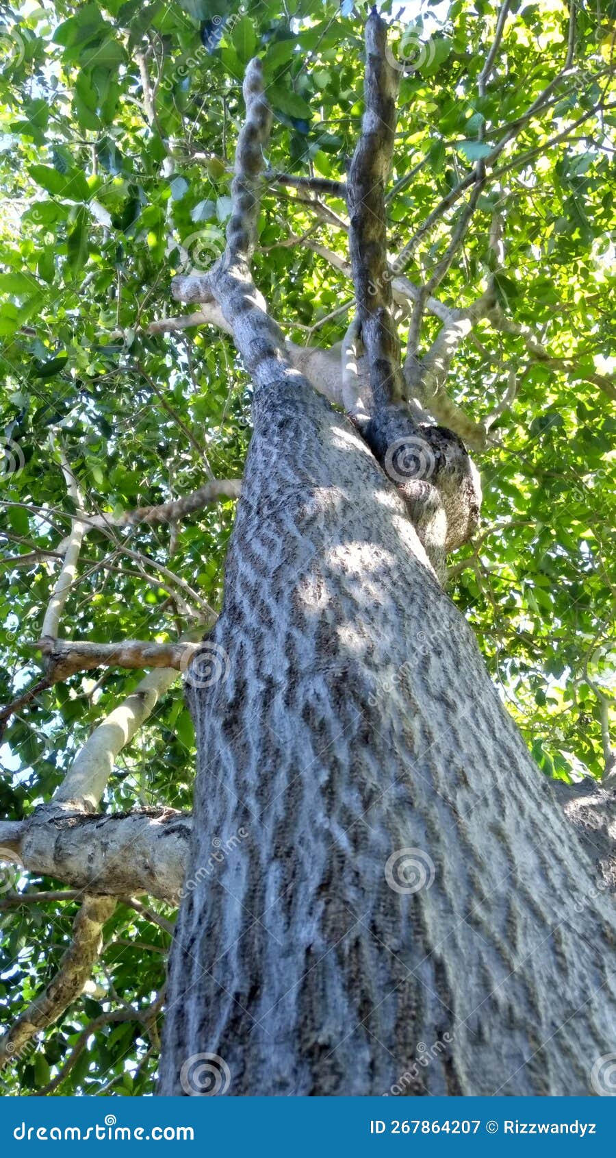 Branch and Leaf of Wild Tree in the Park Stock Image - Image of nature ...
