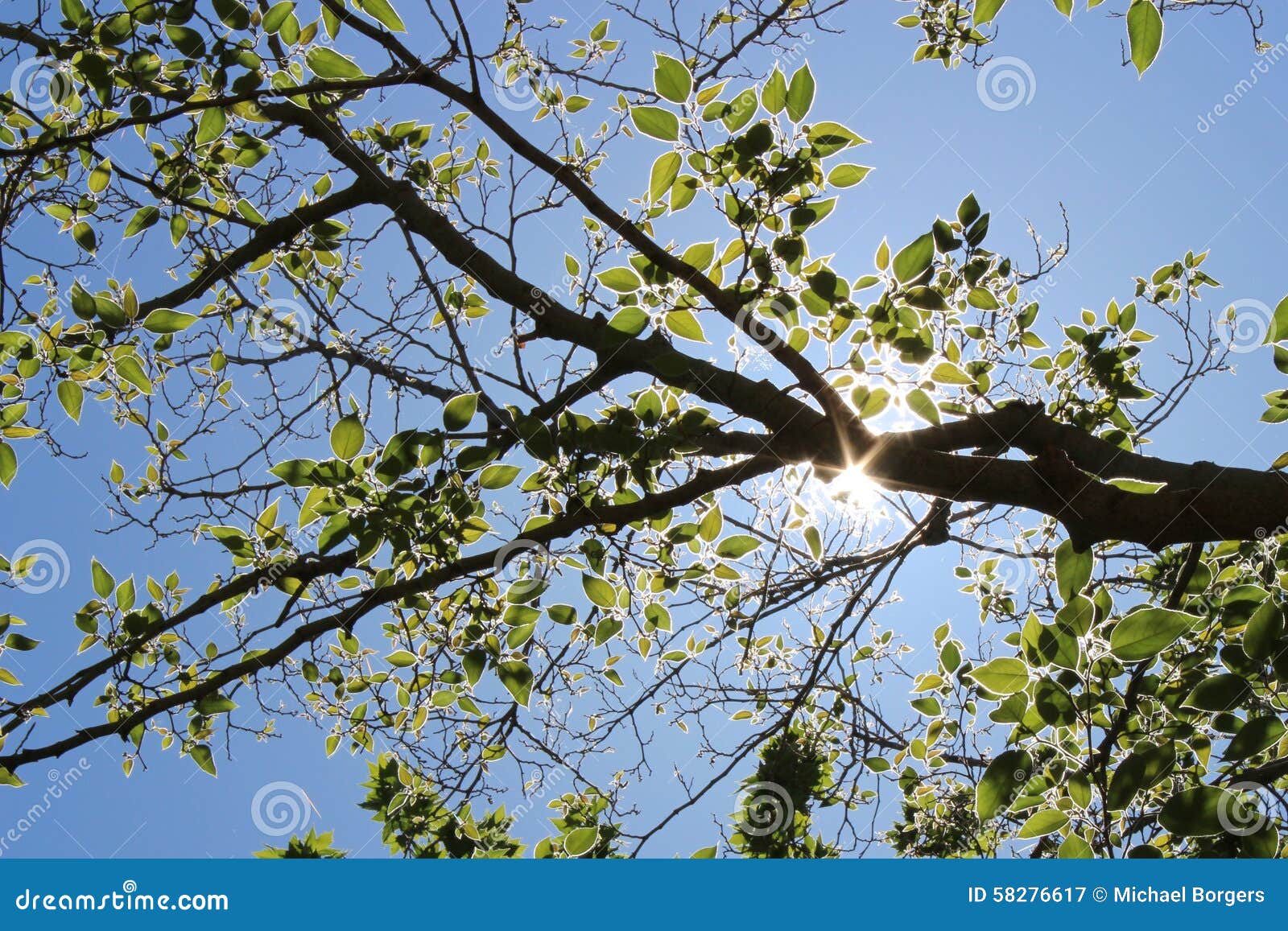 Branch with Leafs in Sunlight Stock Image - Image of forest, natural ...