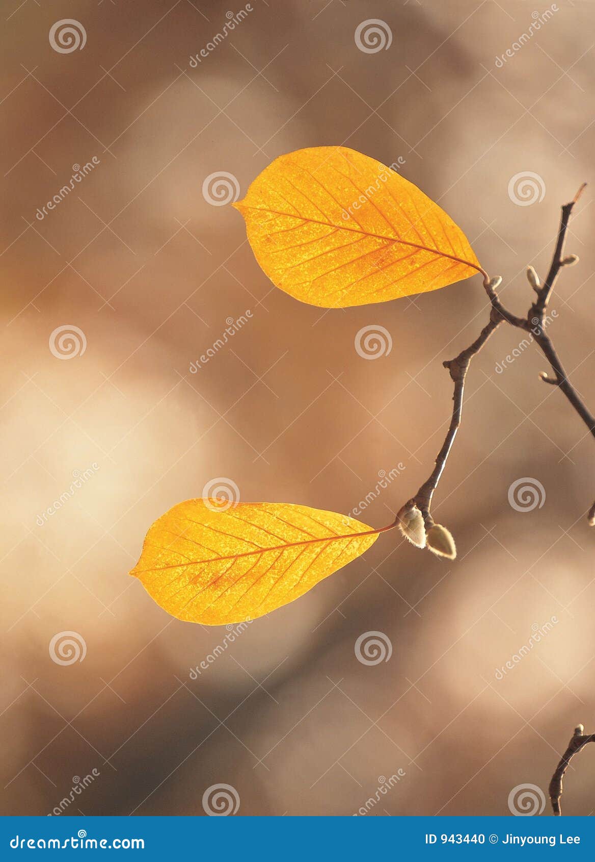 Branch with leaves stock photo. Image of leaves, autumn - 943440