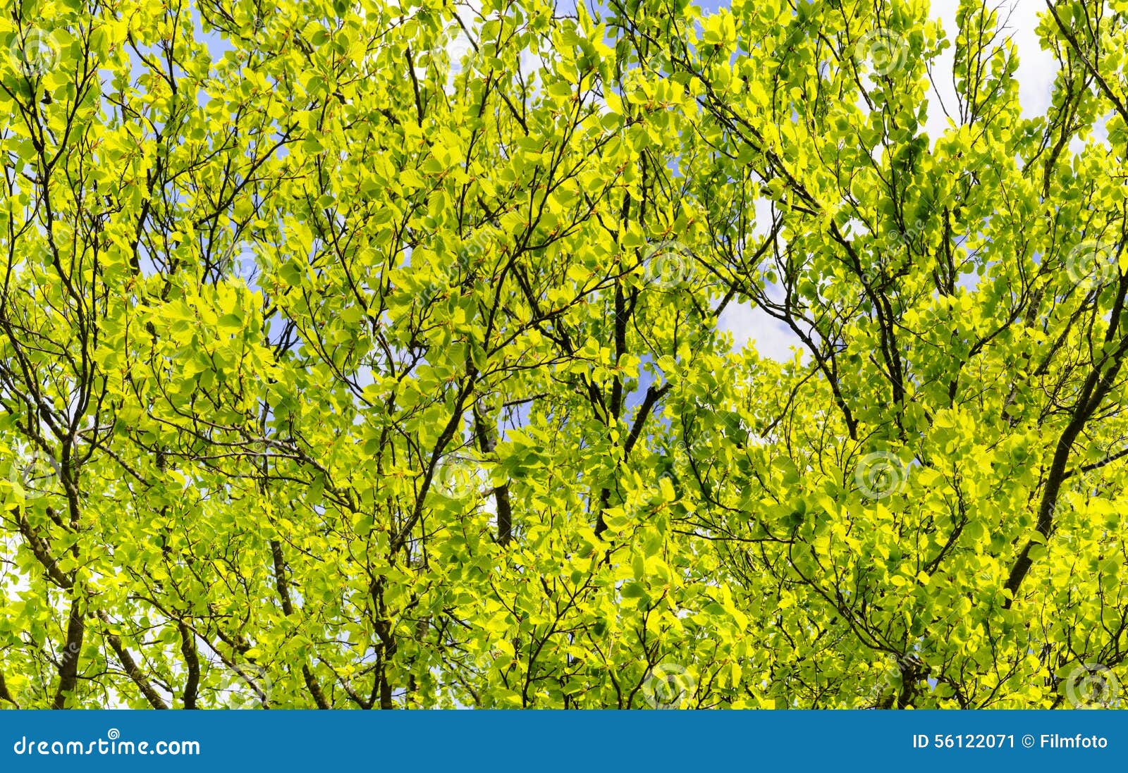 Branch and Leaves of Beech Tree Stock Image - Image of tree, green ...