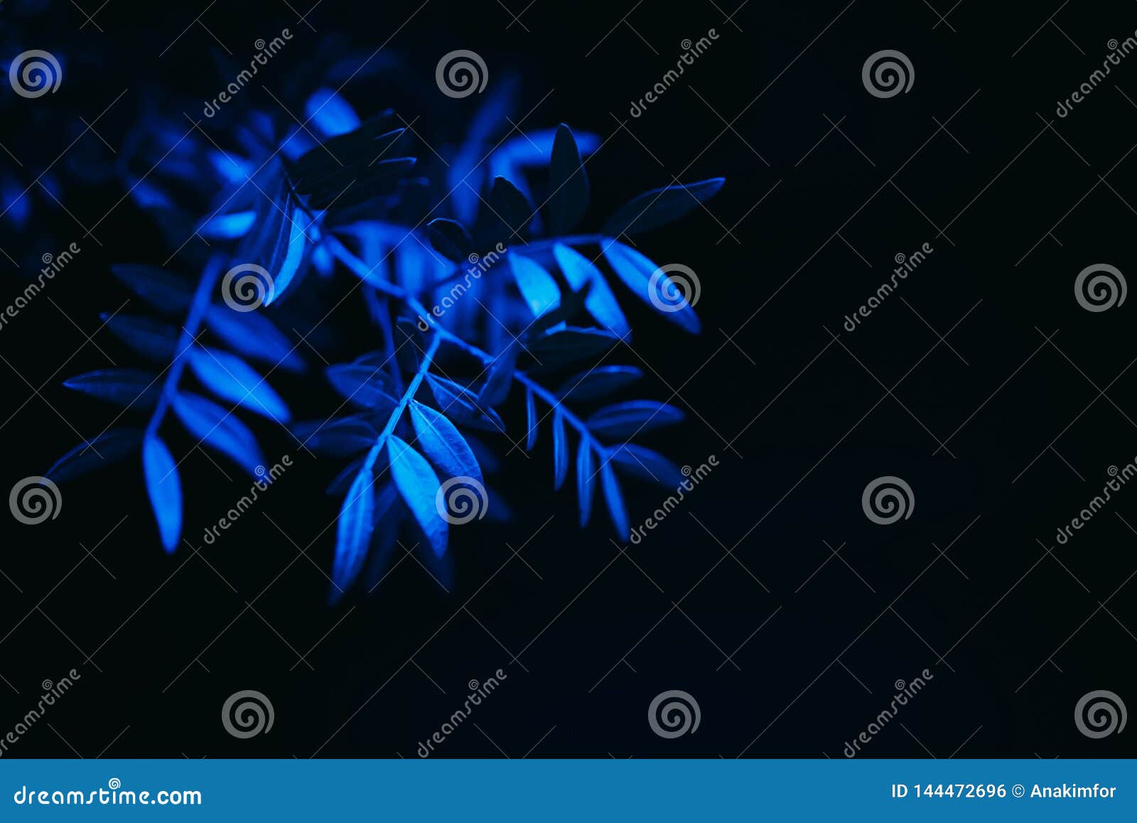 Branch with Leaves in Blue Light Background Stock Photo - Image of ...